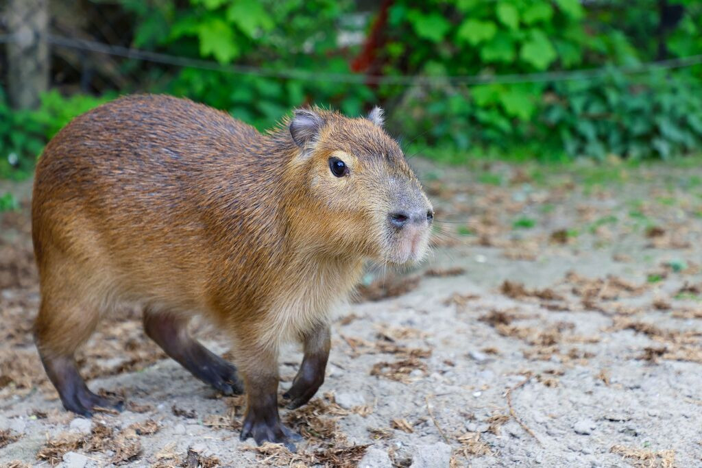 capybara bite mark