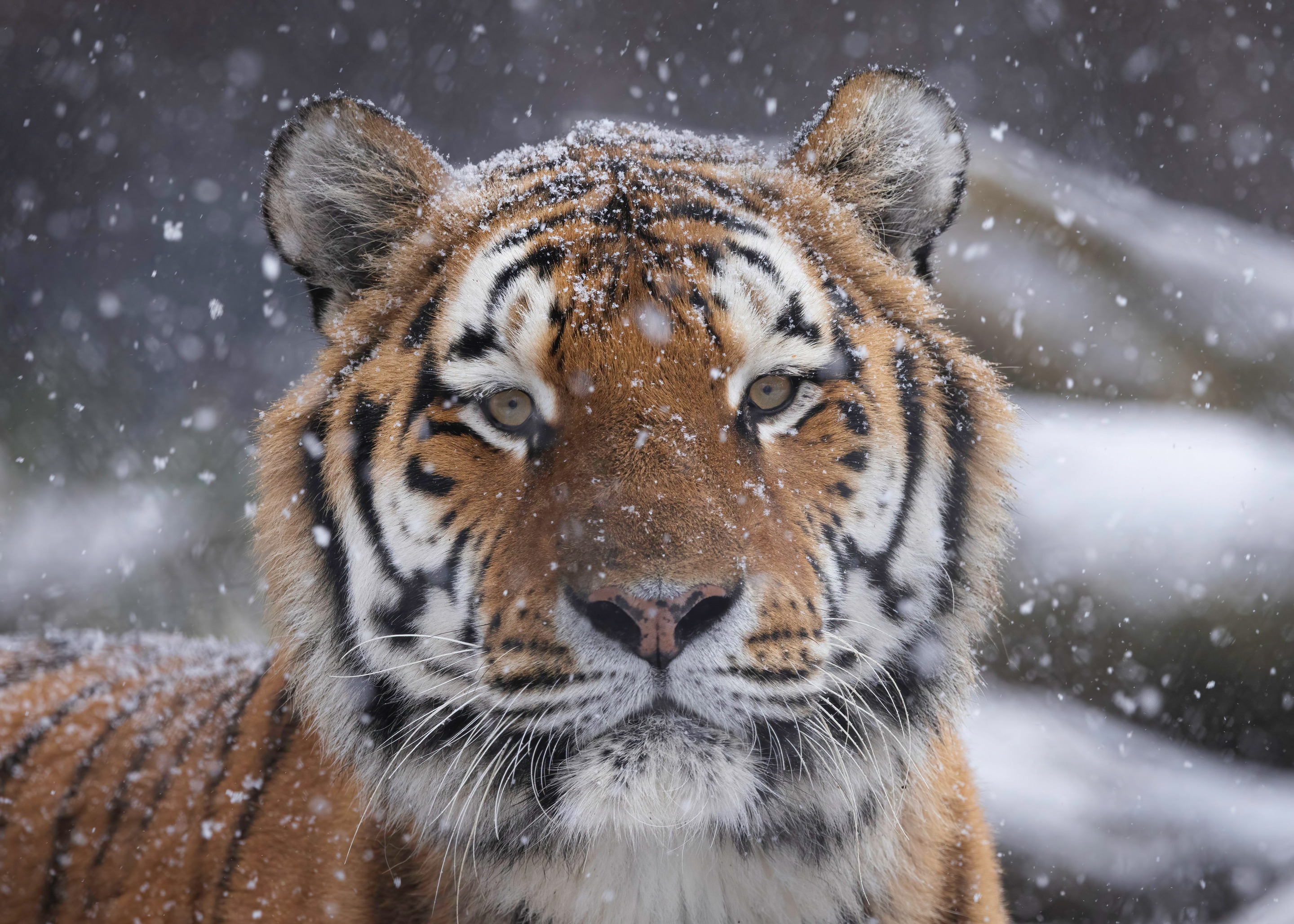 Le Tigre de Sibérie | Pairi Daiza