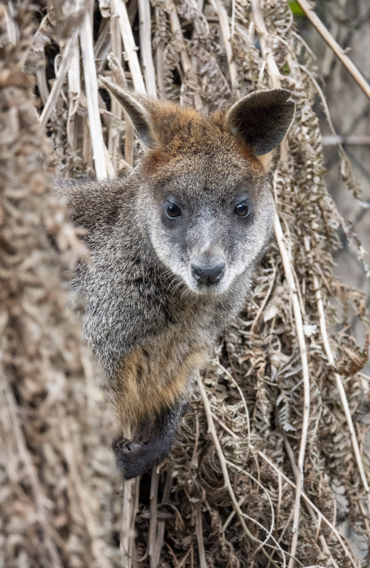 Le Wallaby bicolore | Pairi Daiza