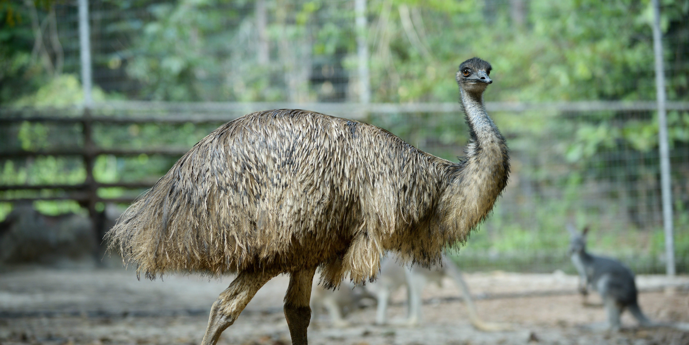 Emoe | Pairi Daiza