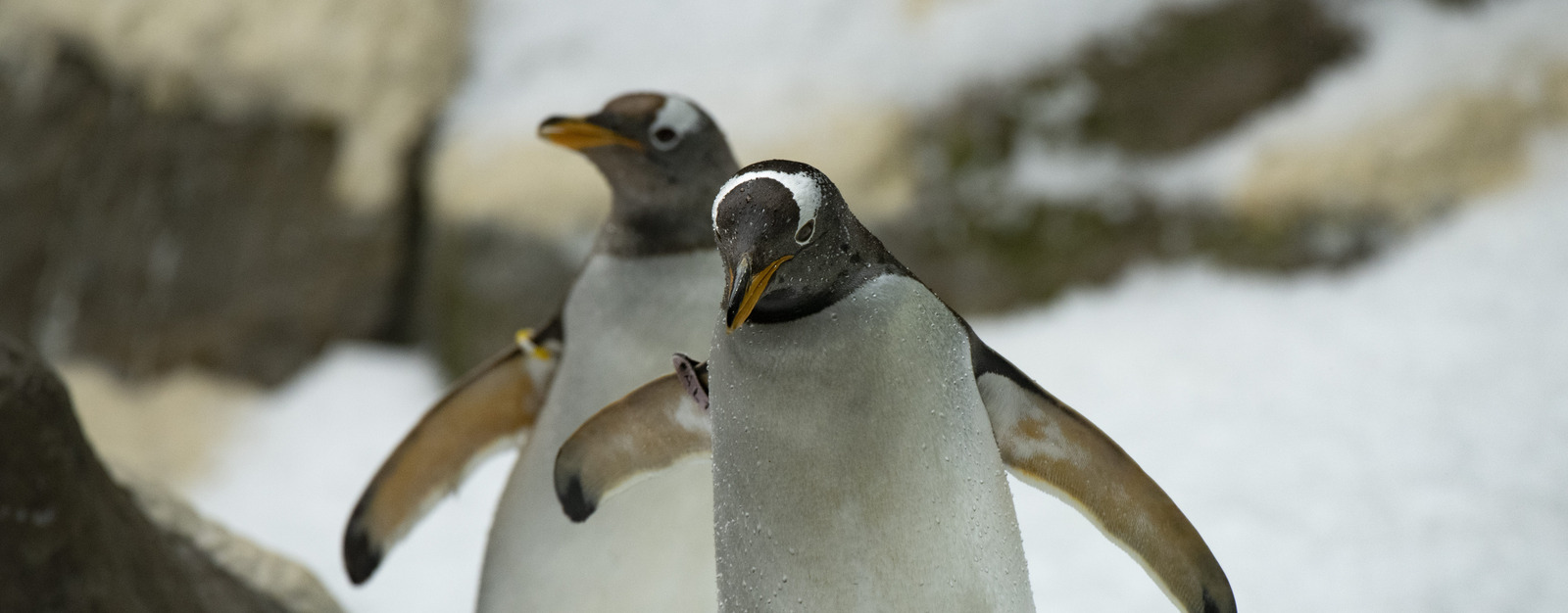 Le Manchot papou | Pairi Daiza