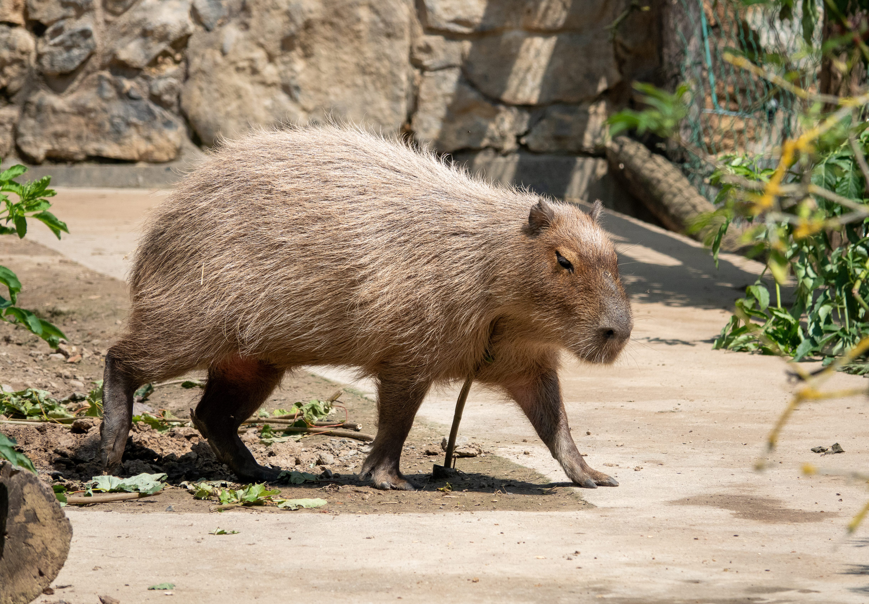 capybara dwa