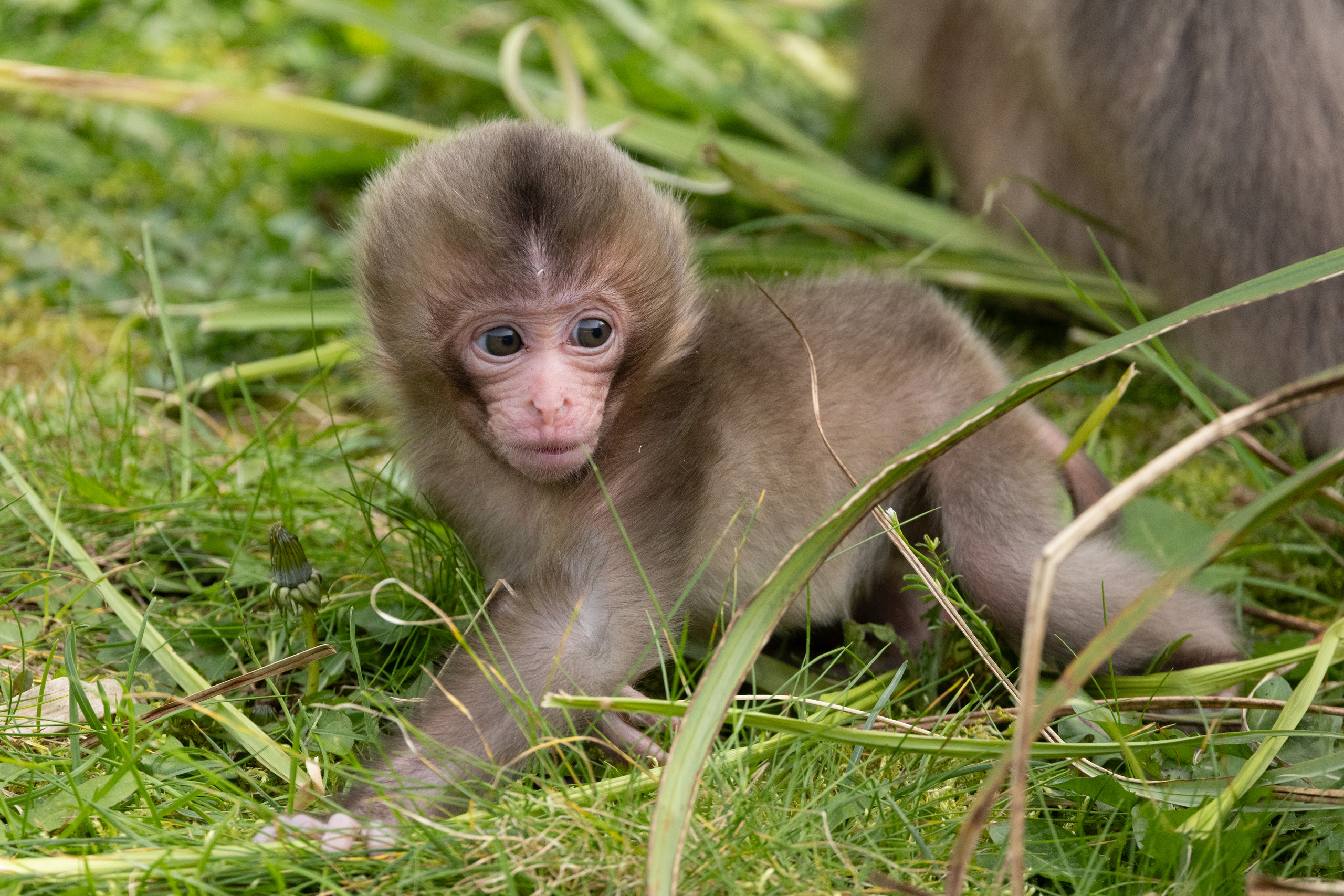 Der Japanmakak | Pairi Daiza