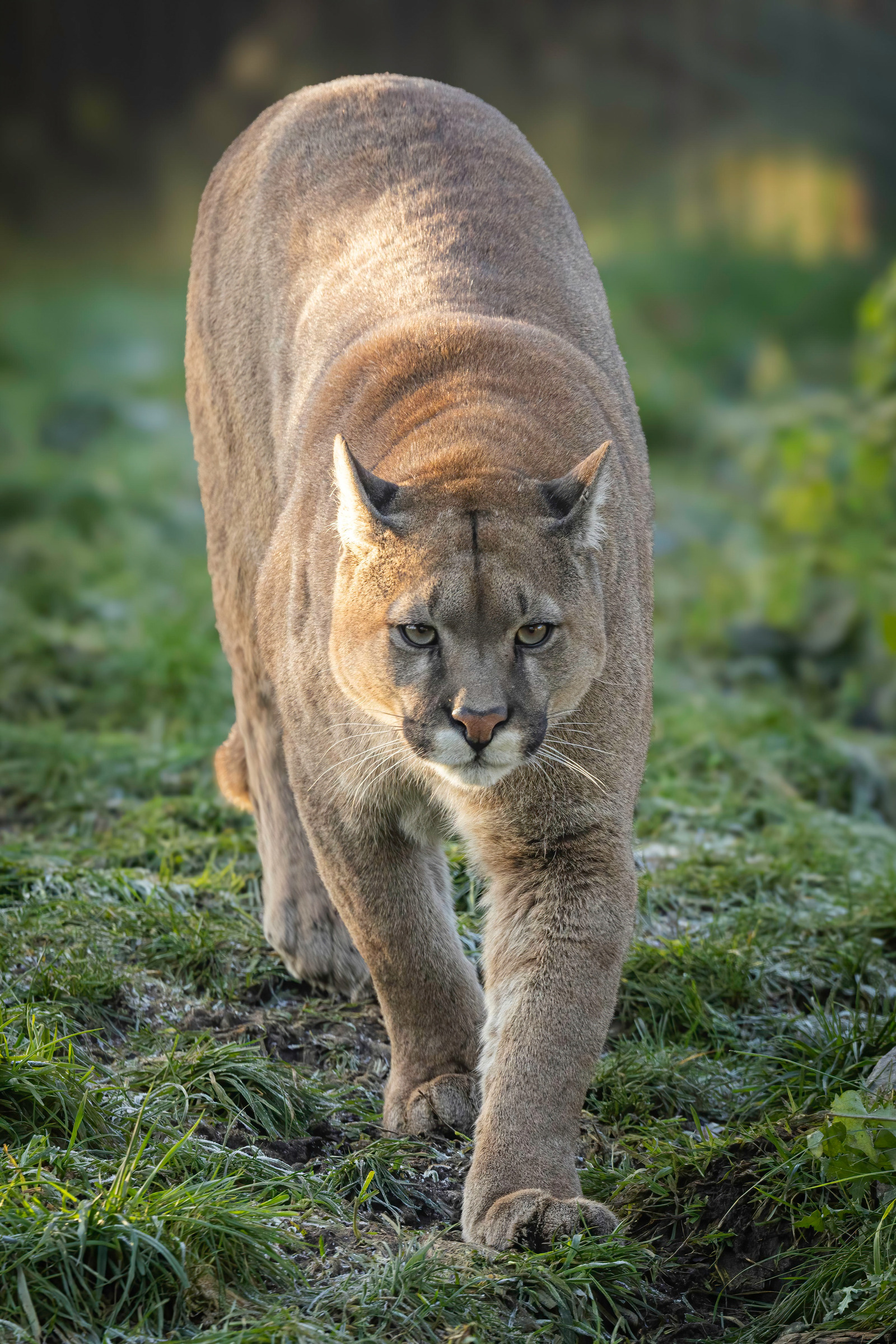 De poema | Pairi Daiza