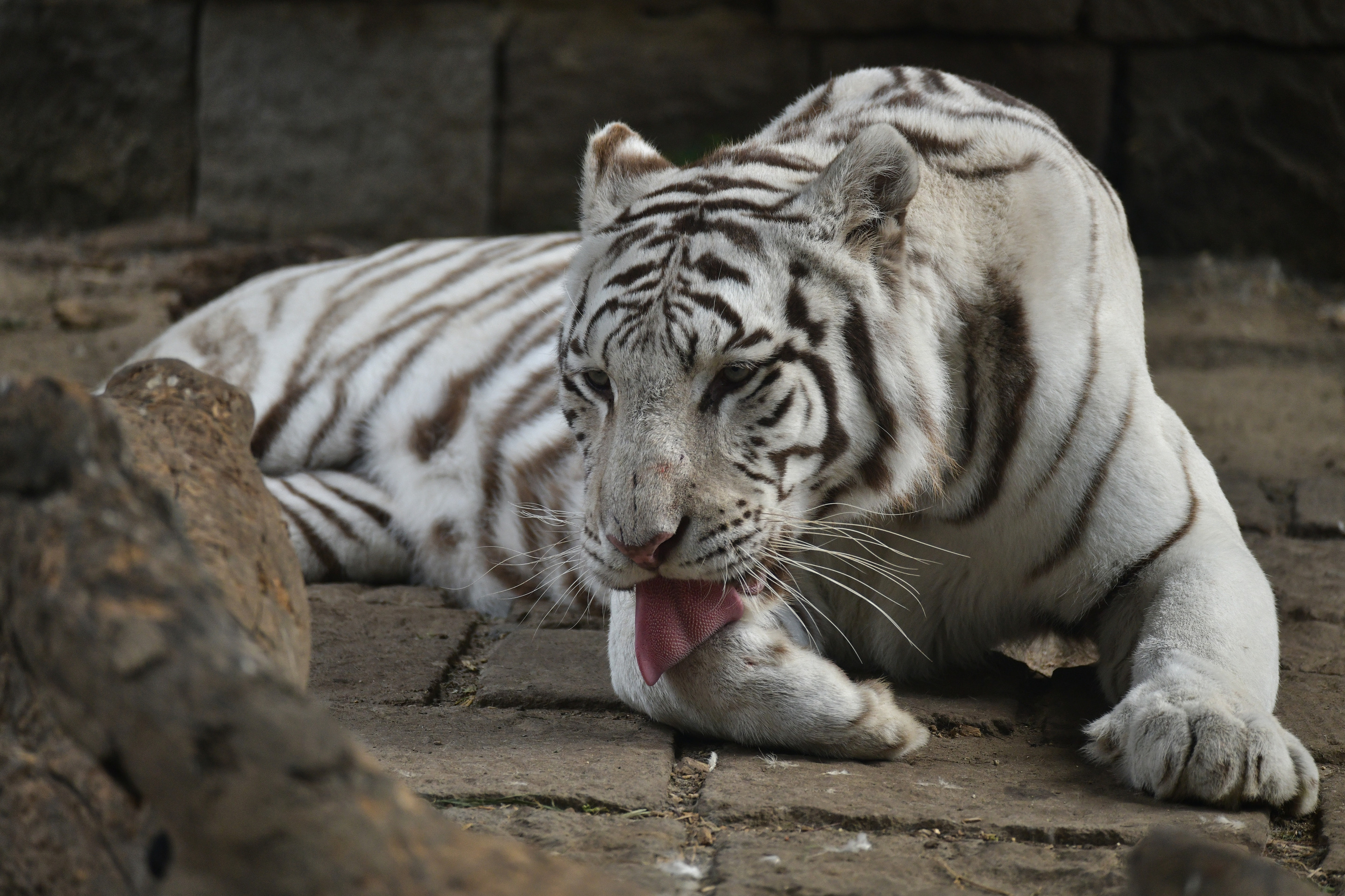 bbc white tiger