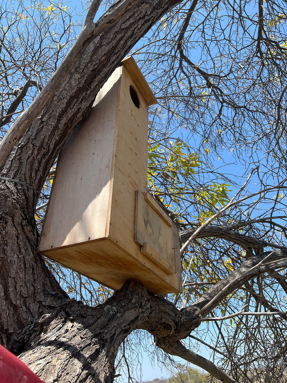 Project Spix' Ara | Pairi Daiza