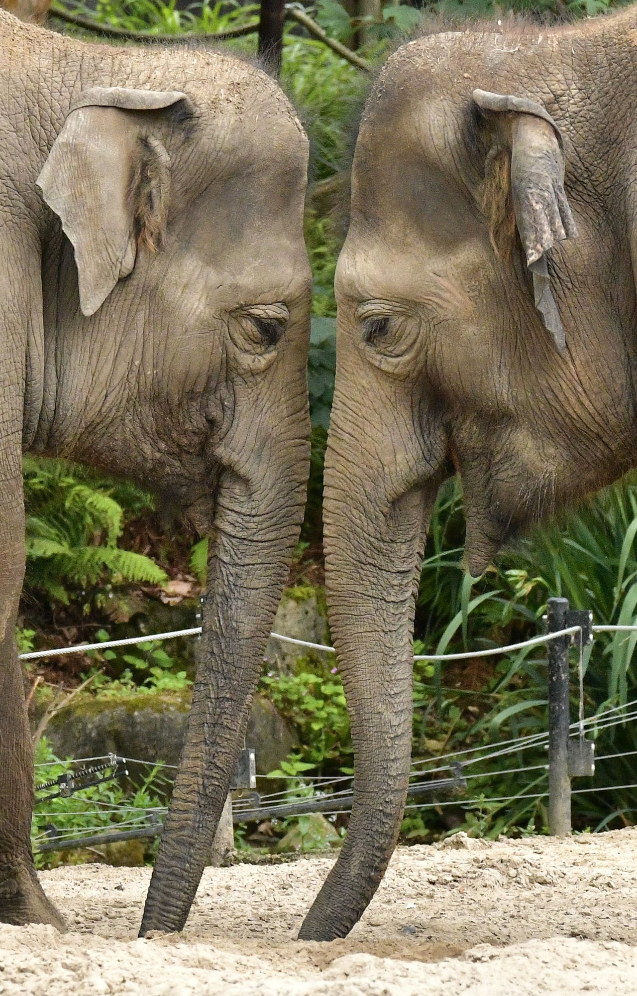 Aziatische olifant | Pairi Daiza