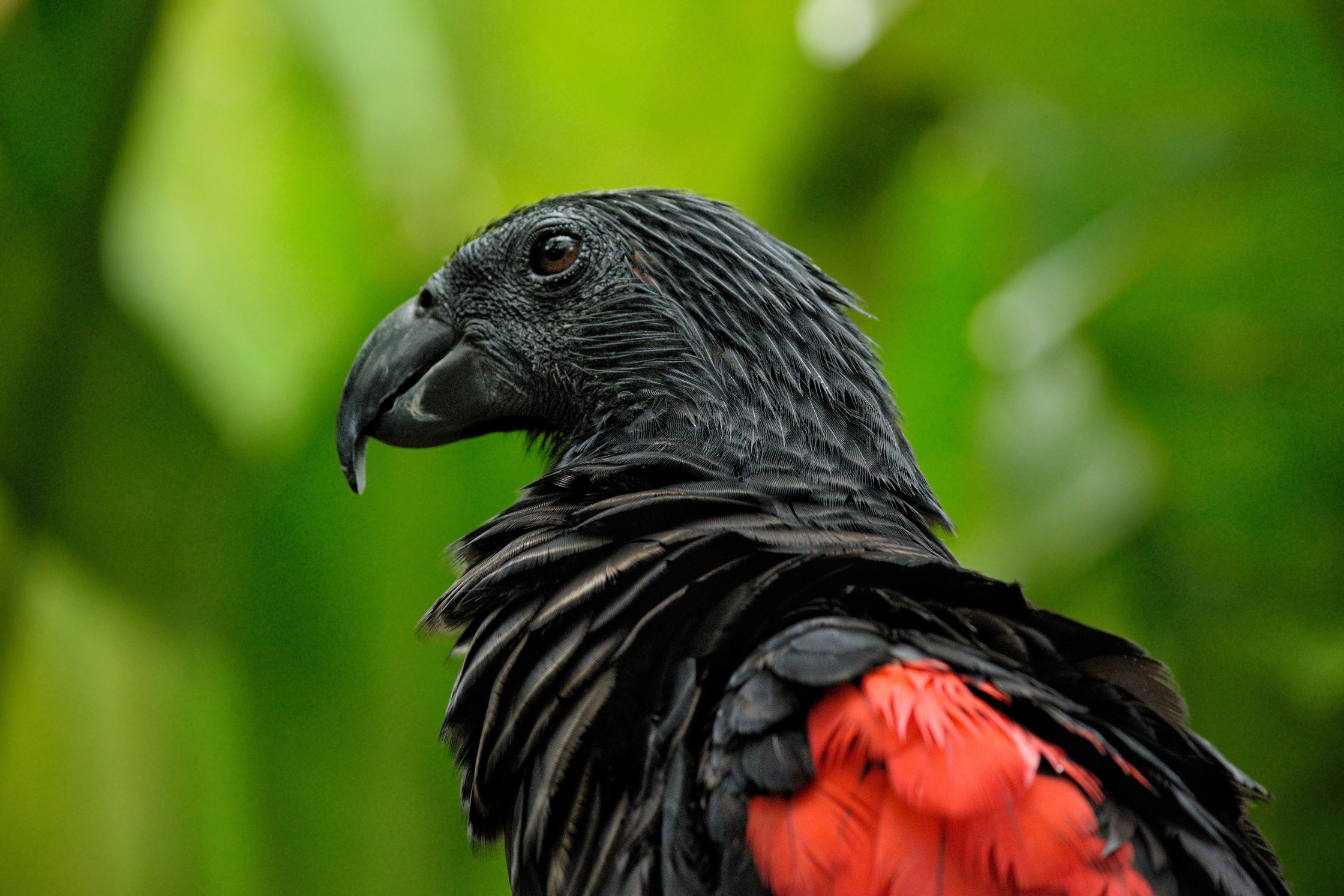 The Pesquet's Parrot | Pairi Daiza