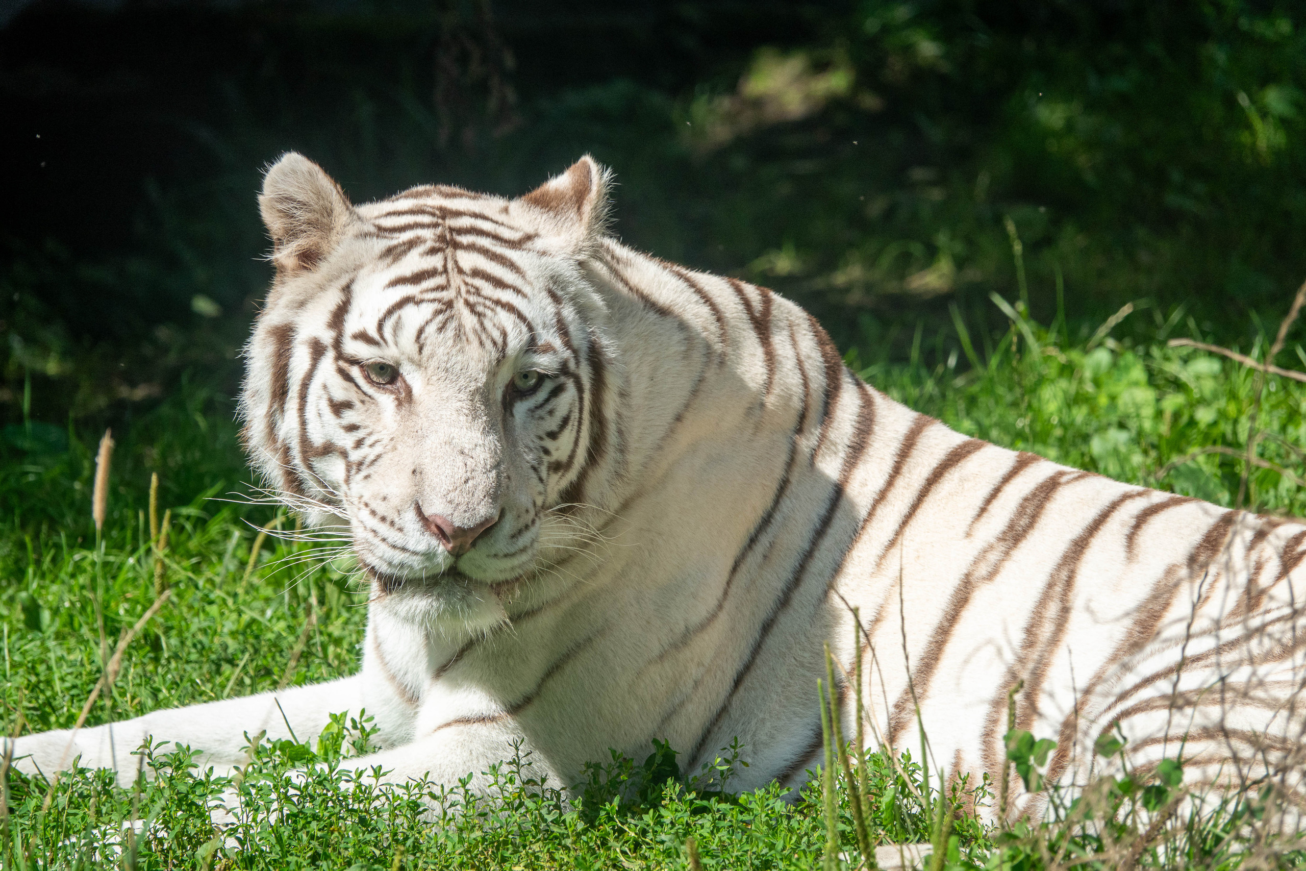 De Bengaalse witte tijger | Pairi Daiza