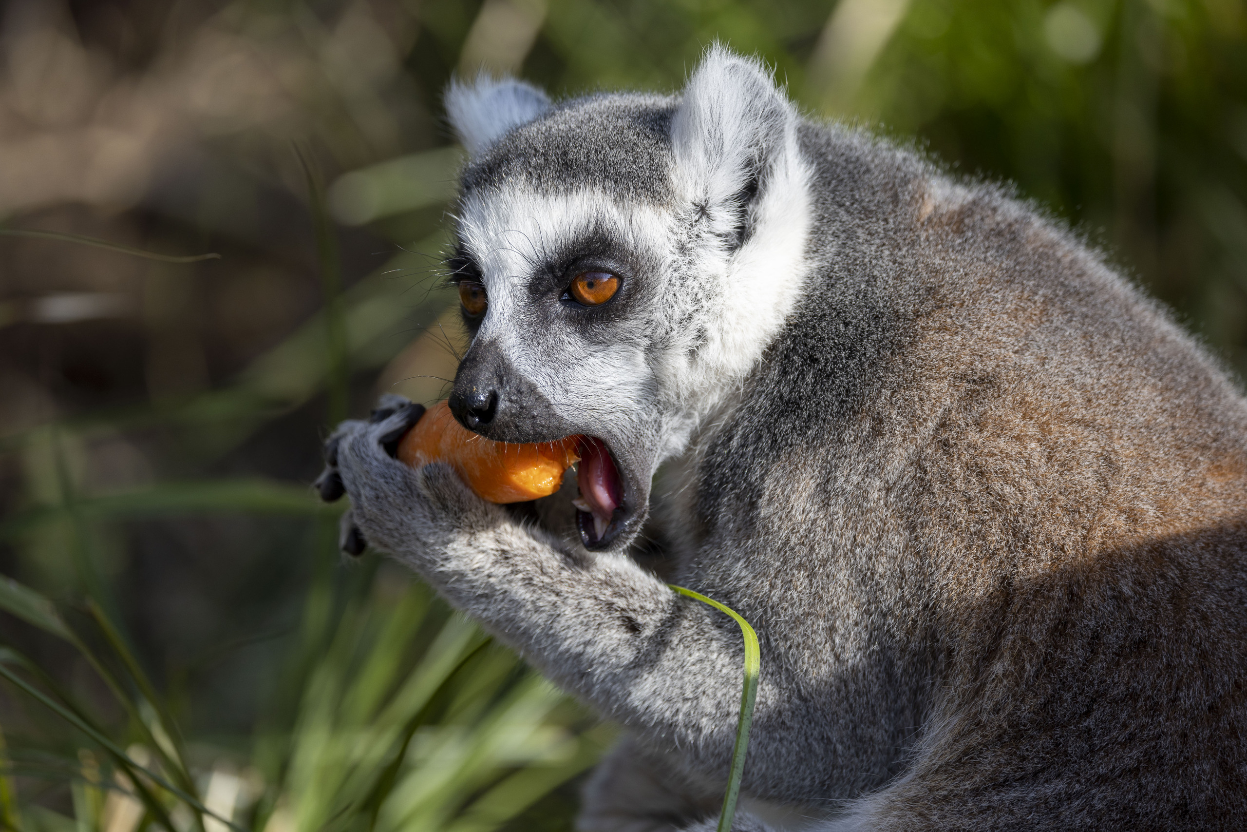 Le Maki catta | Pairi Daiza