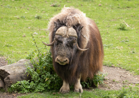 The Muskox | Pairi Daiza
