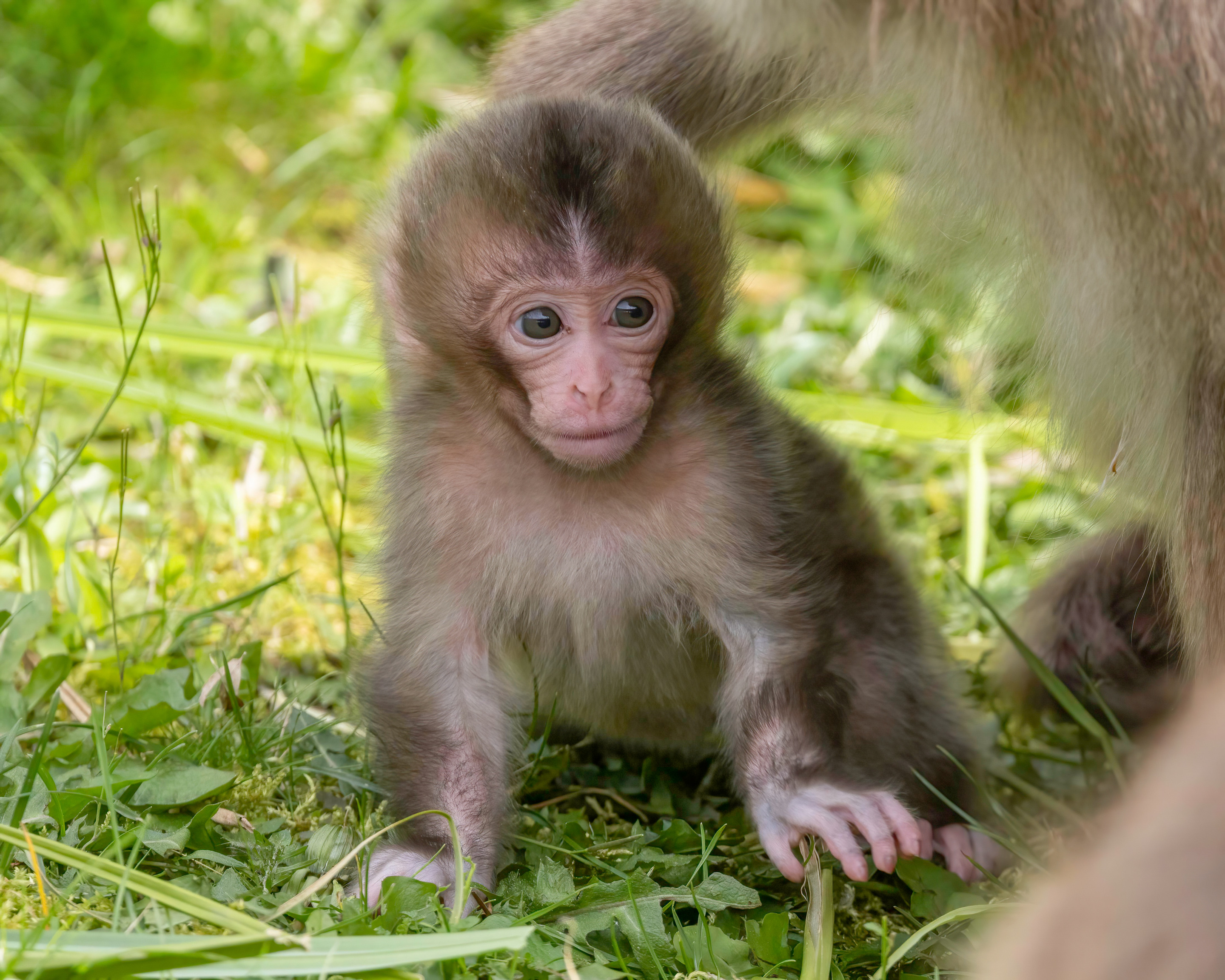 De Japanse makaak | Pairi Daiza