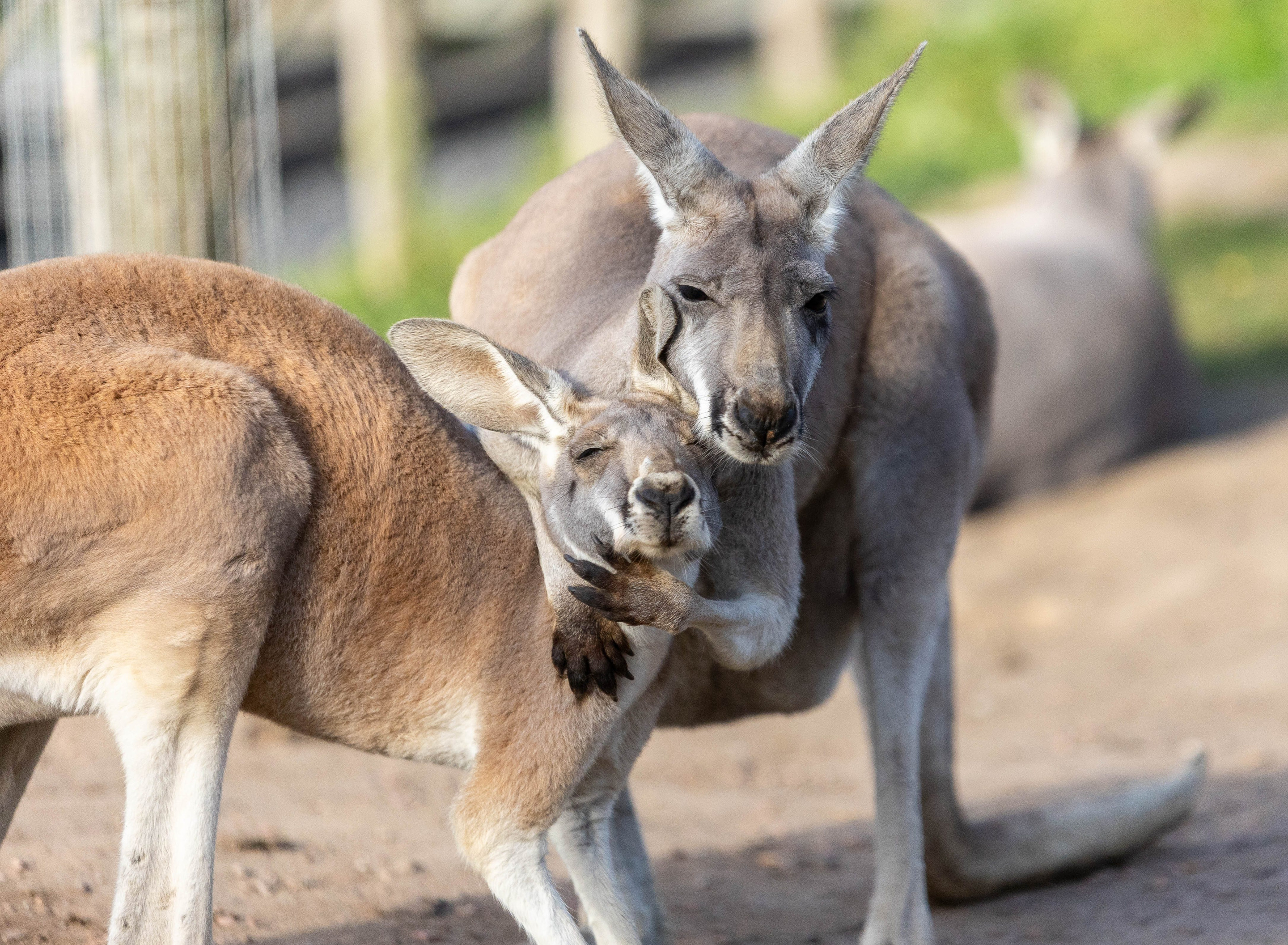 Le Kangourou roux | Pairi Daiza