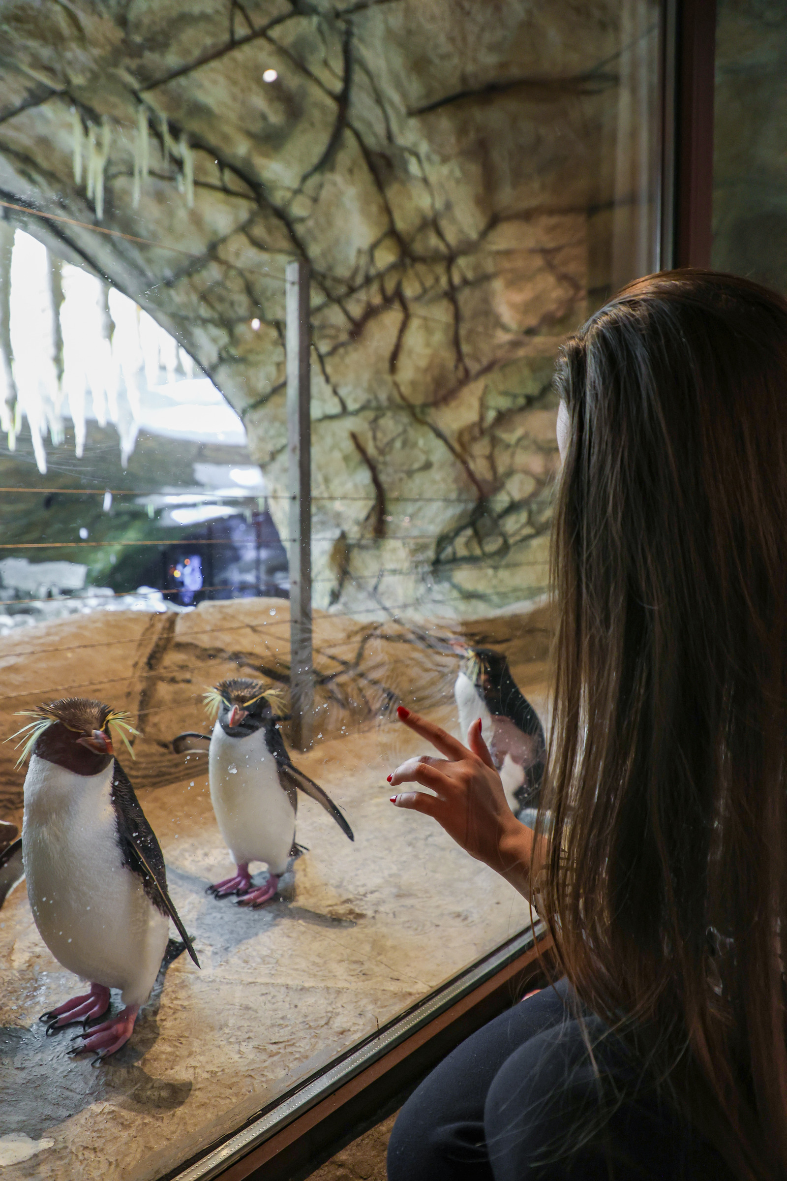 Penguin House | Pairi Daiza