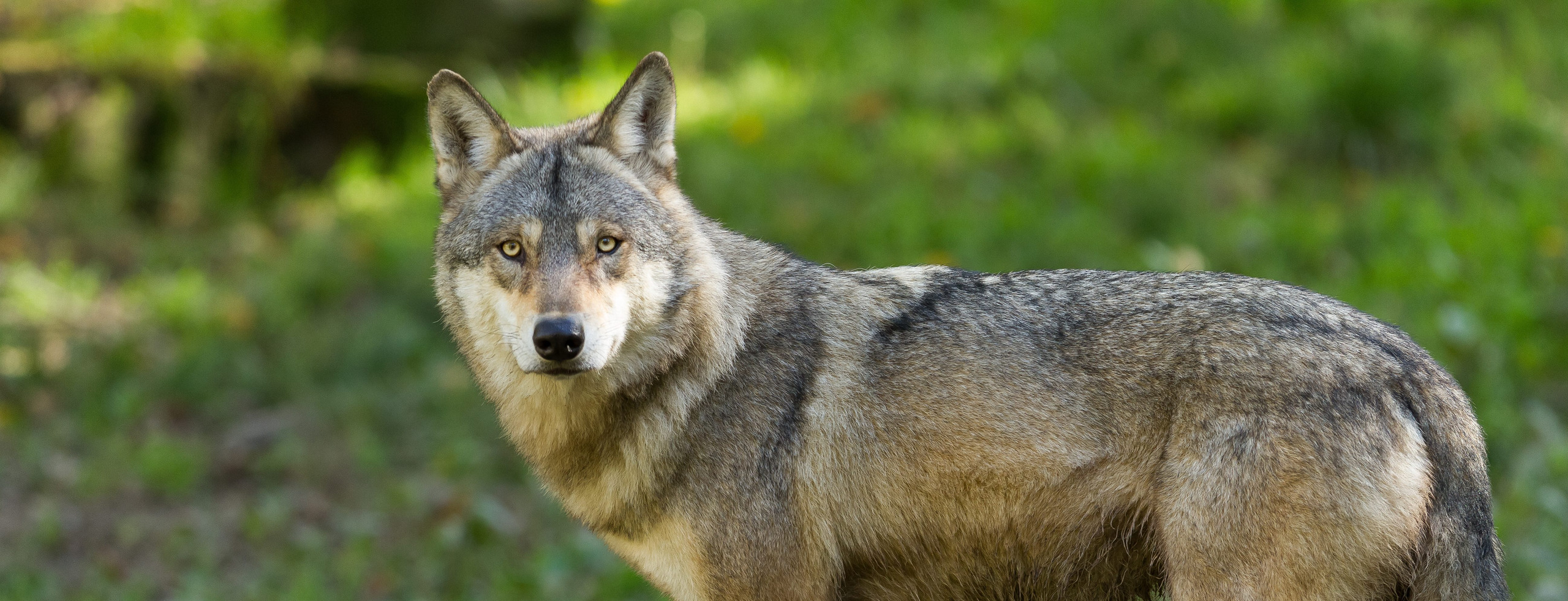 Grijze wolf | Pairi Daiza