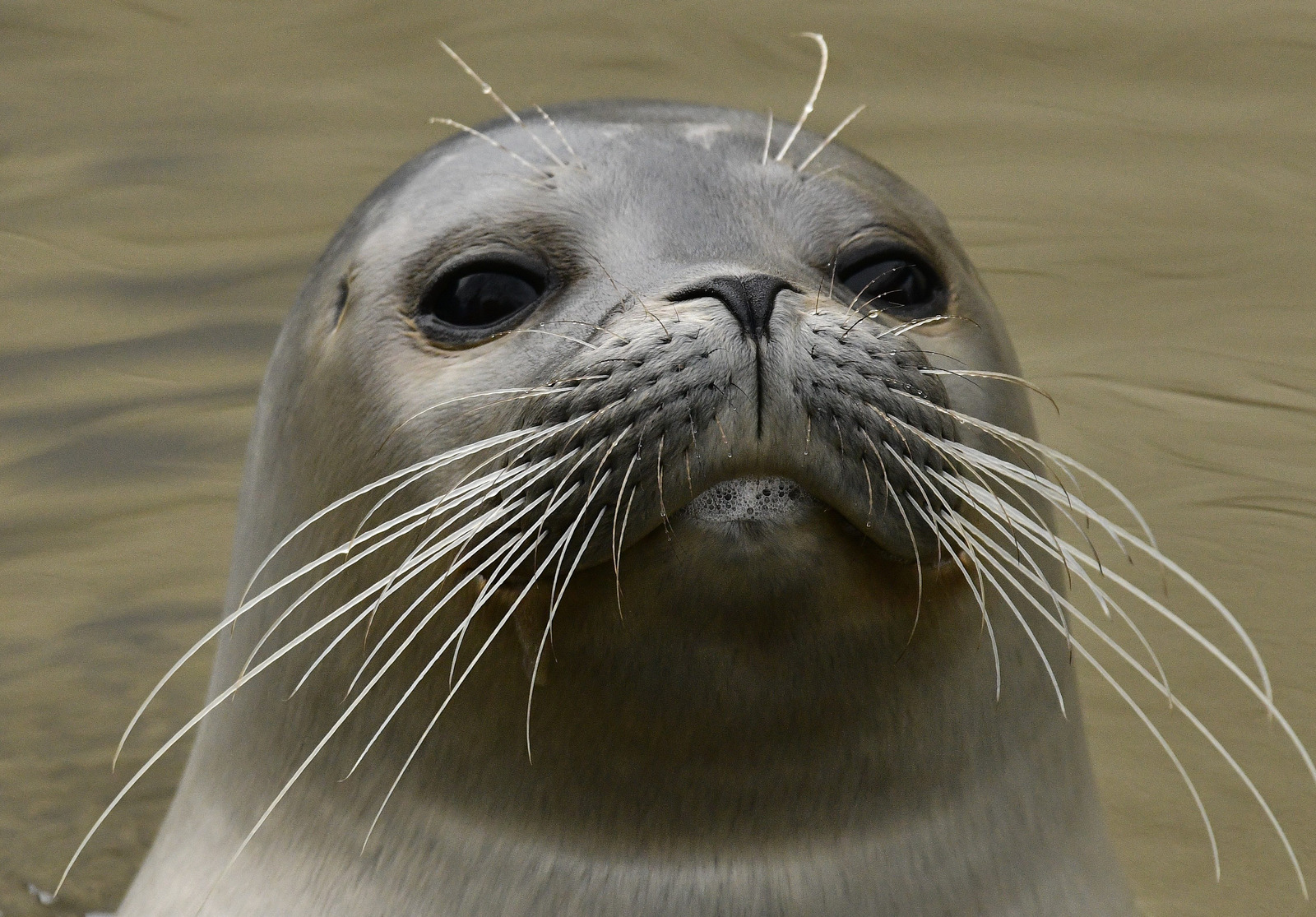 Le Phoque commun | Pairi Daiza