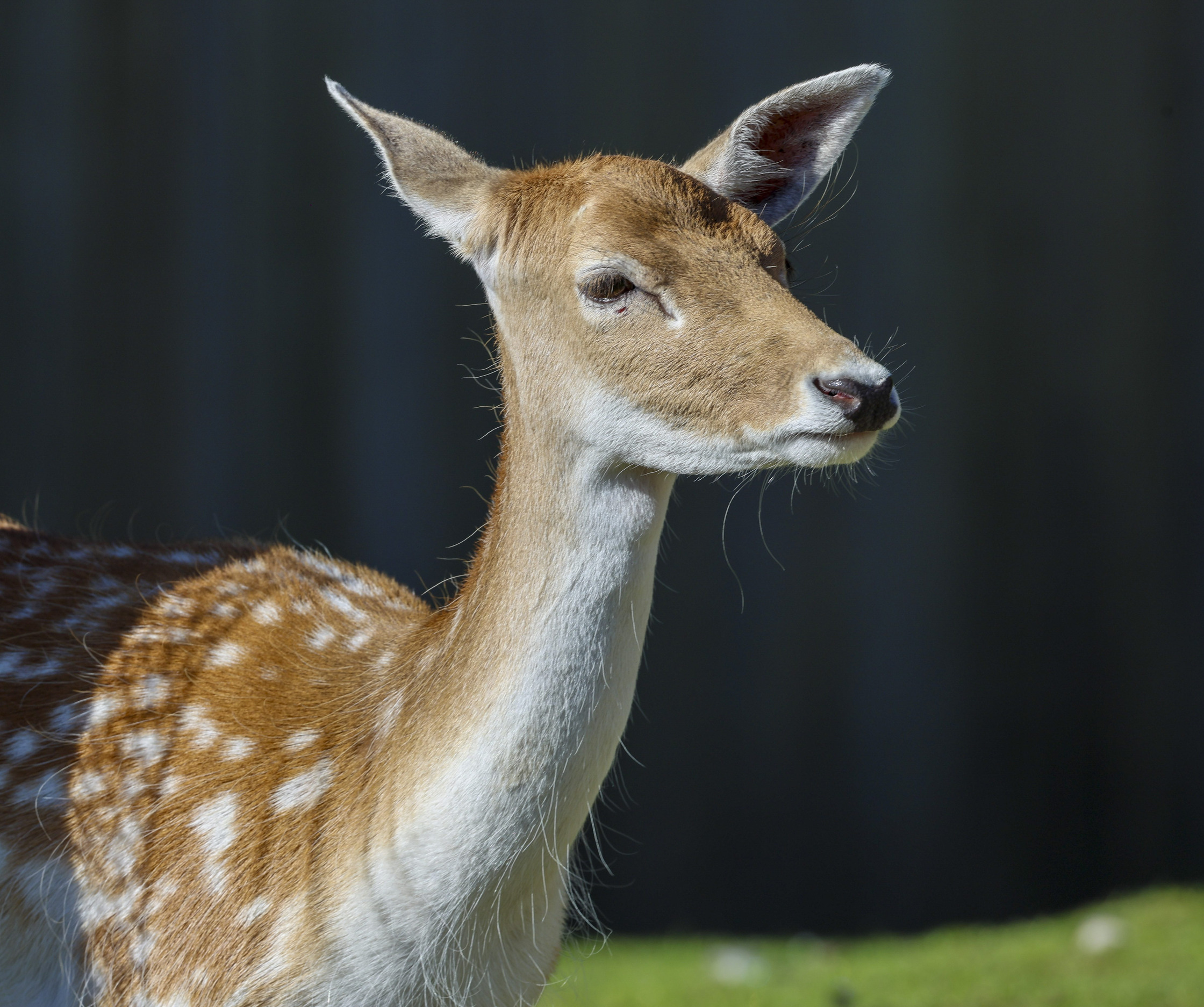 European Fallow Deer | Pairi Daiza