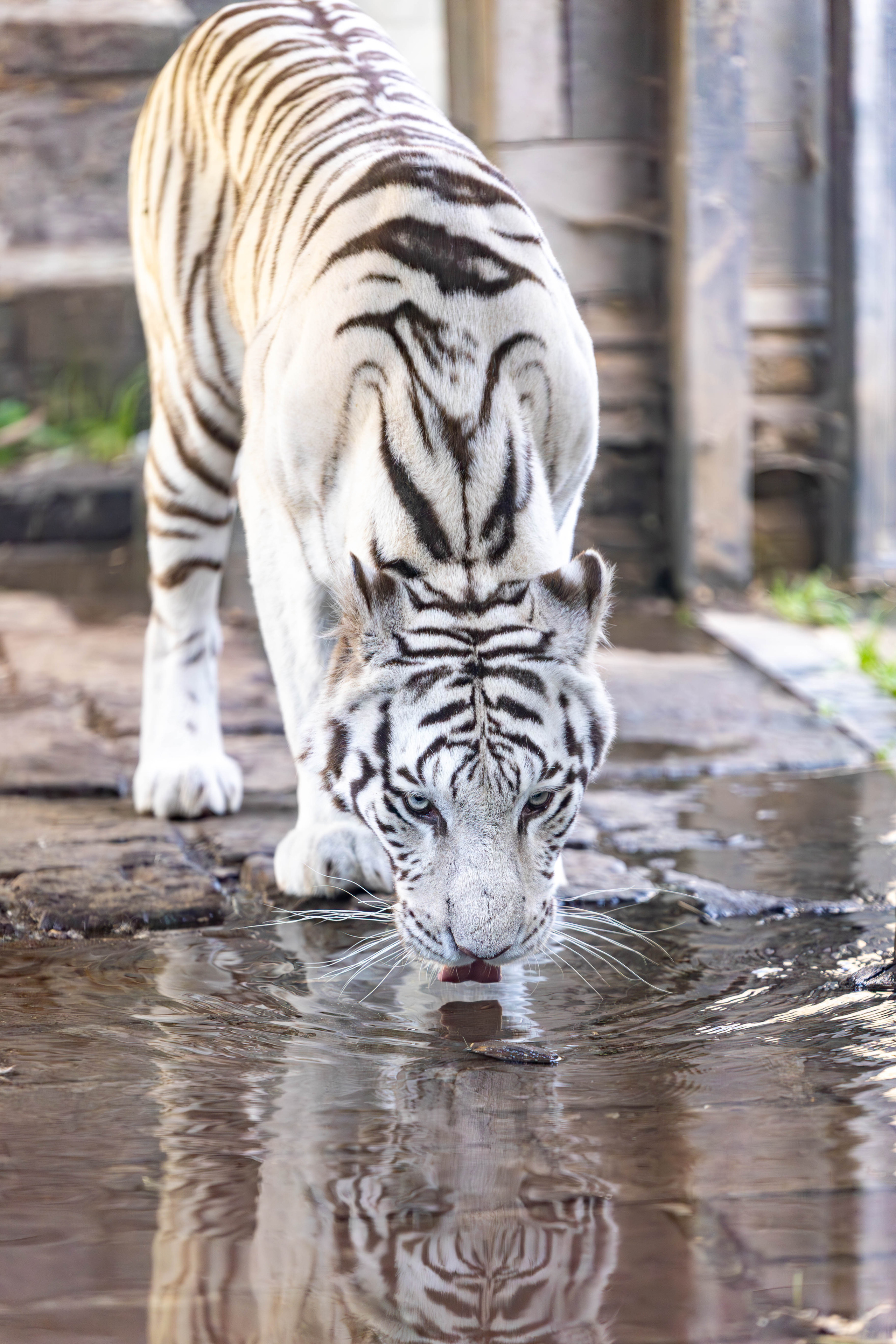 De Bengaalse witte tijger | Pairi Daiza