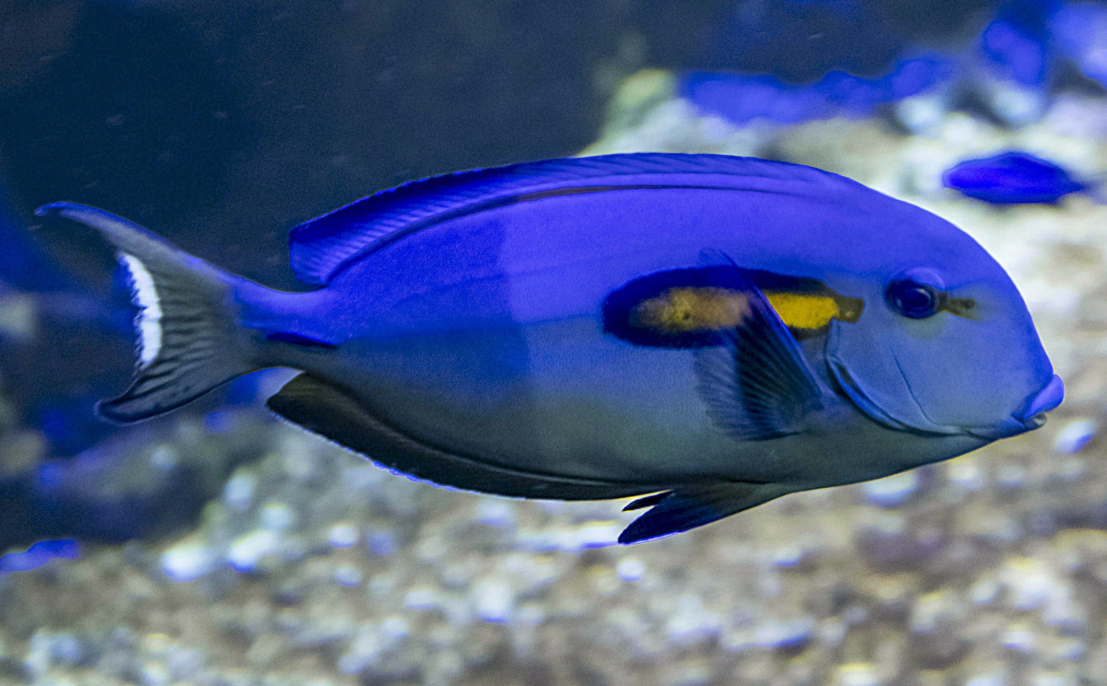 Le Poisson chirurgien | Pairi Daiza