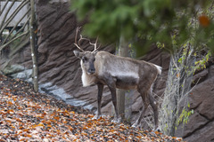 Le renne | Pairi Daiza