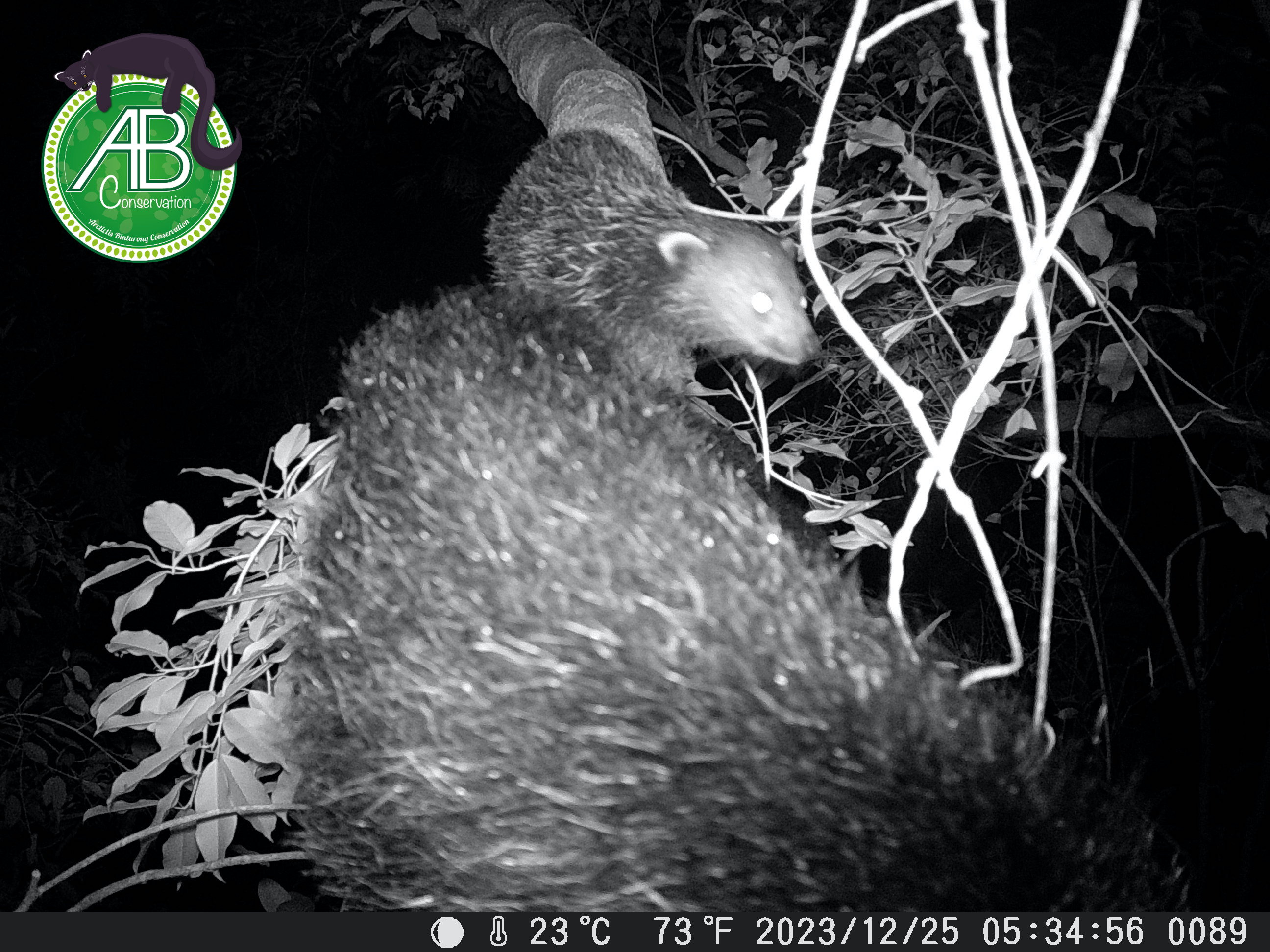 binturong conservation