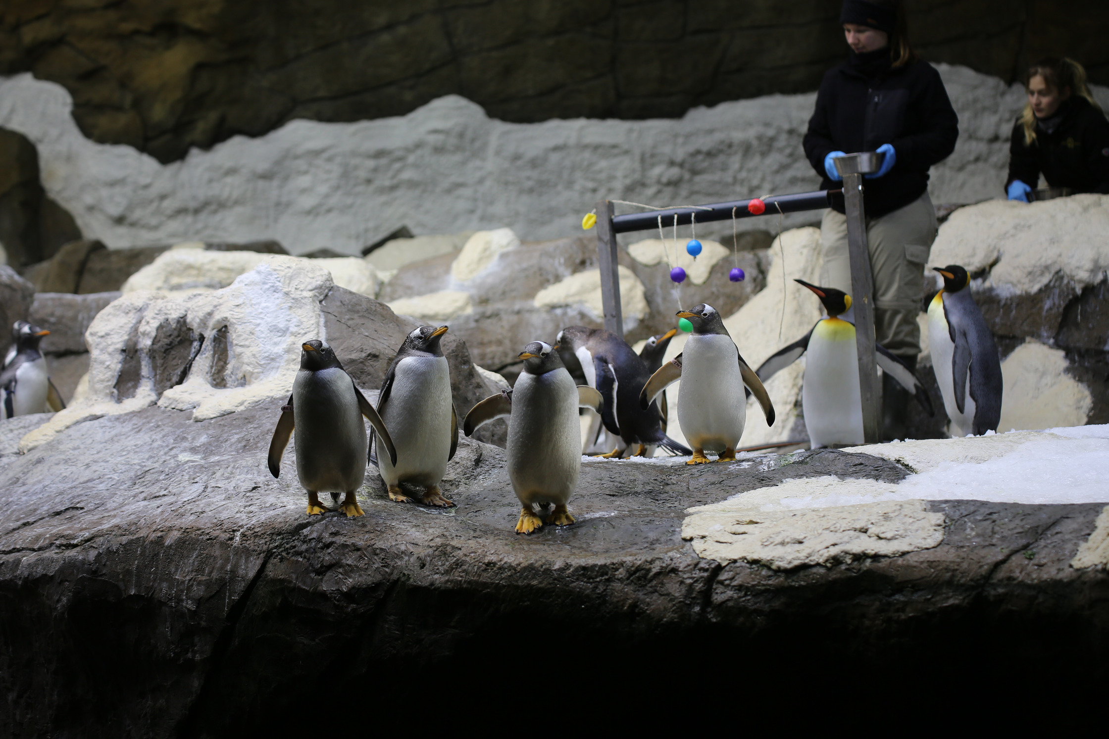 The Penguin Cave | Pairi Daiza