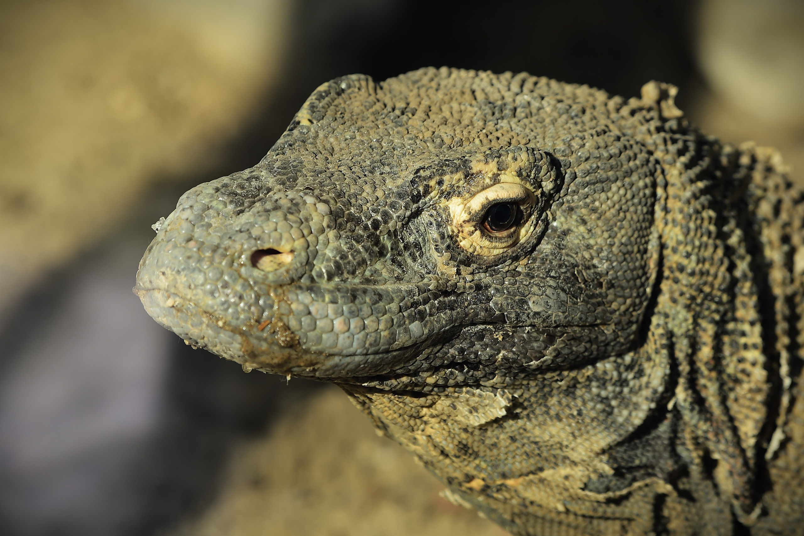 Le Varan de Komodo | Pairi Daiza