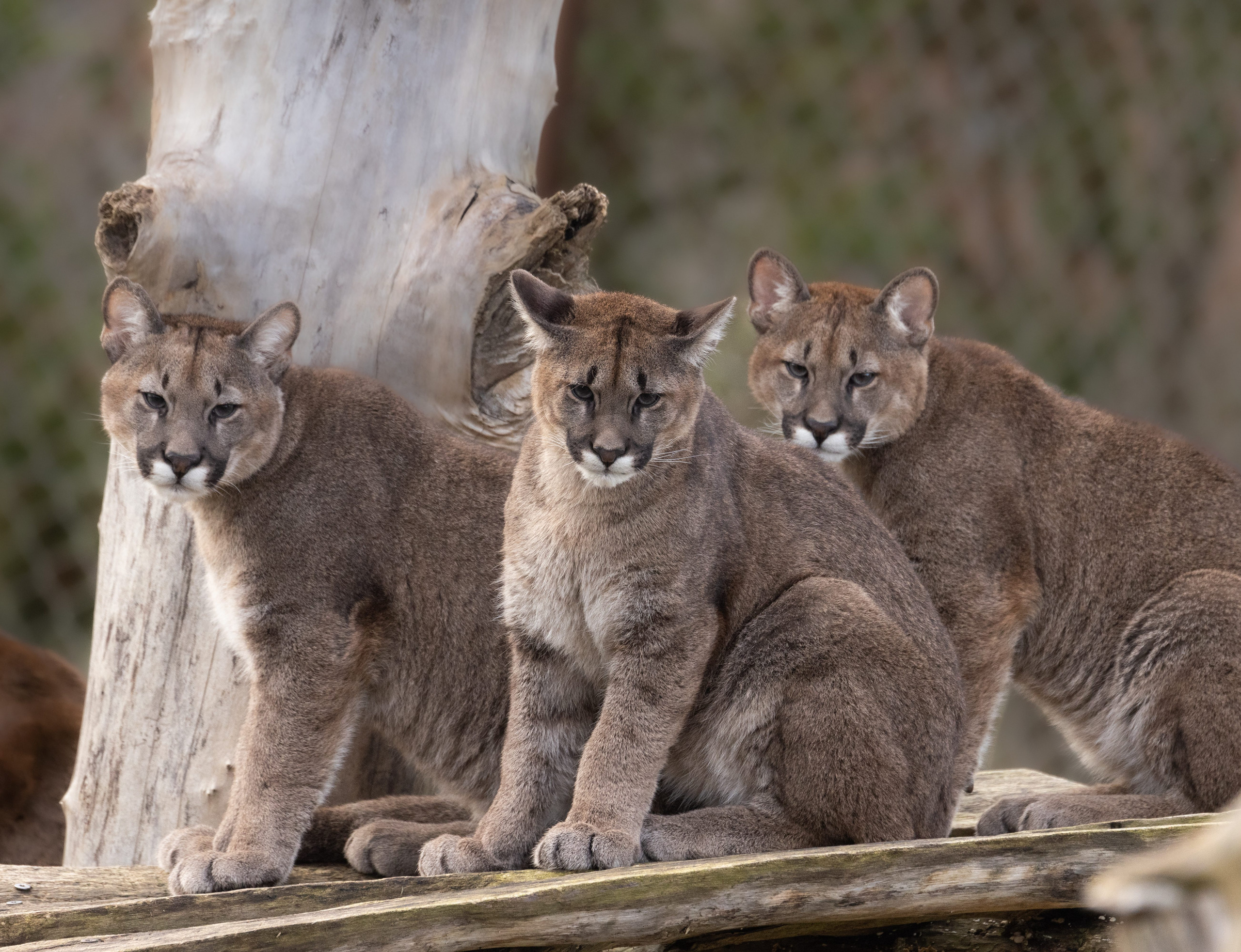 Le puma | Pairi Daiza