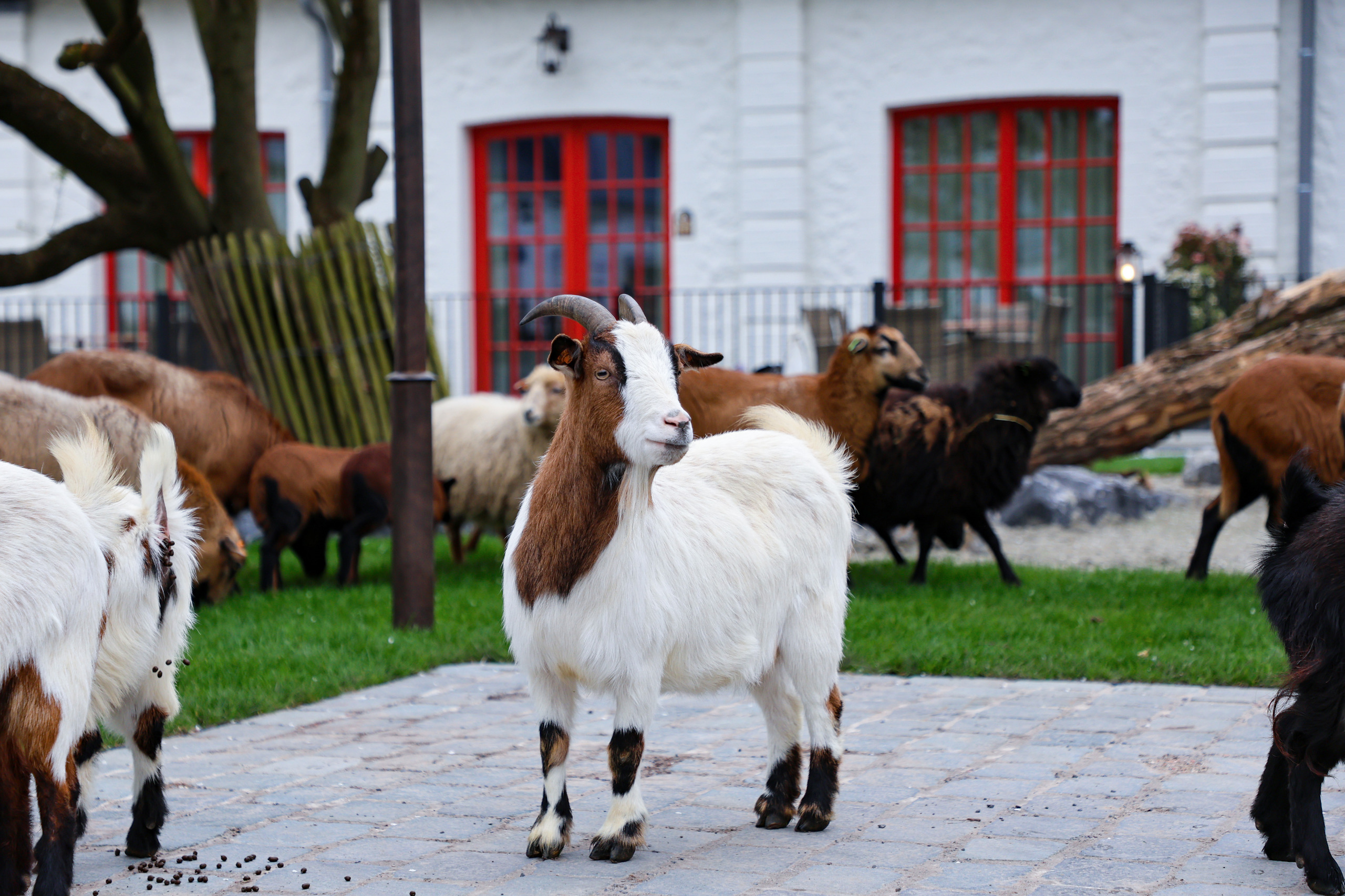 Activités | Pairi Daiza