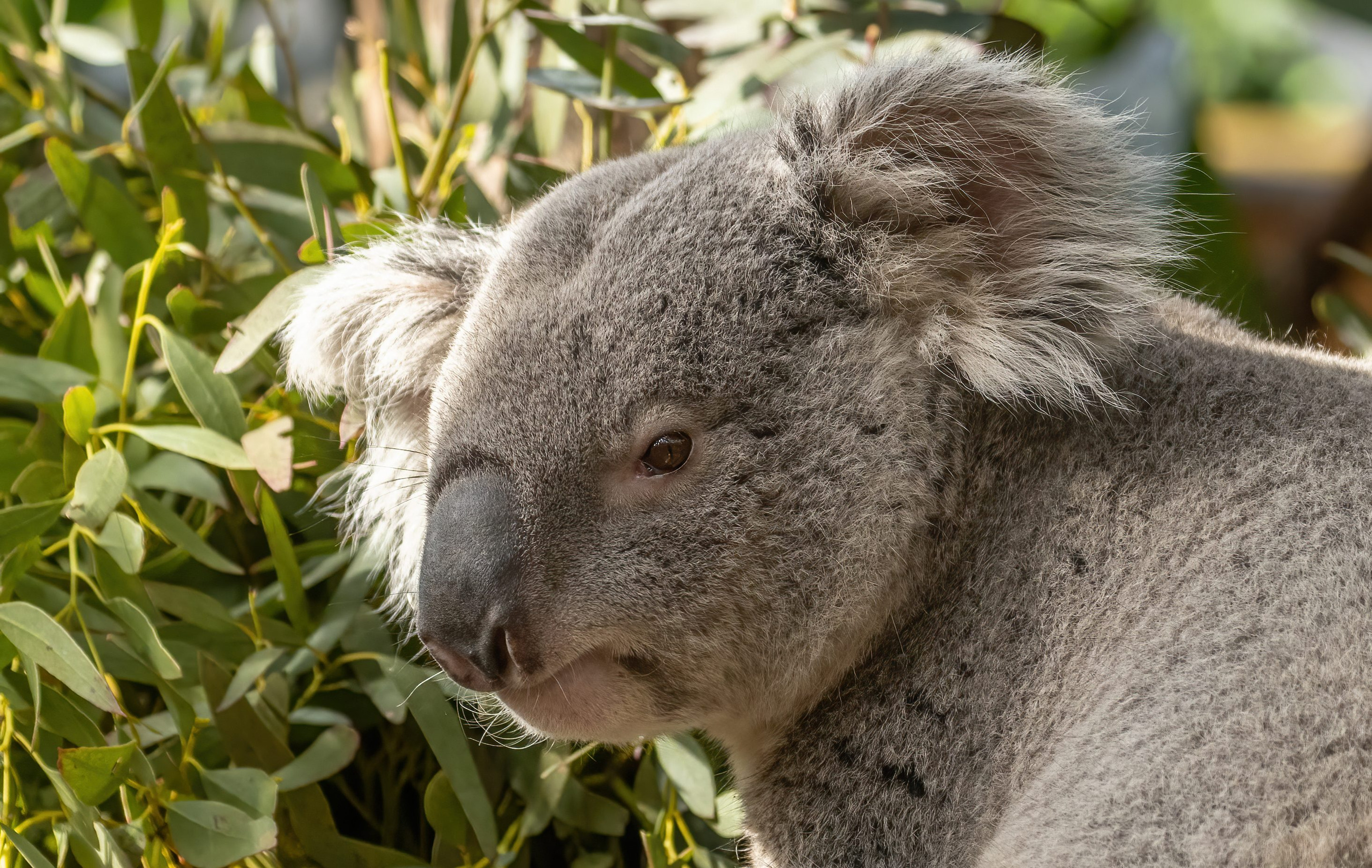 Le koala | Pairi Daiza