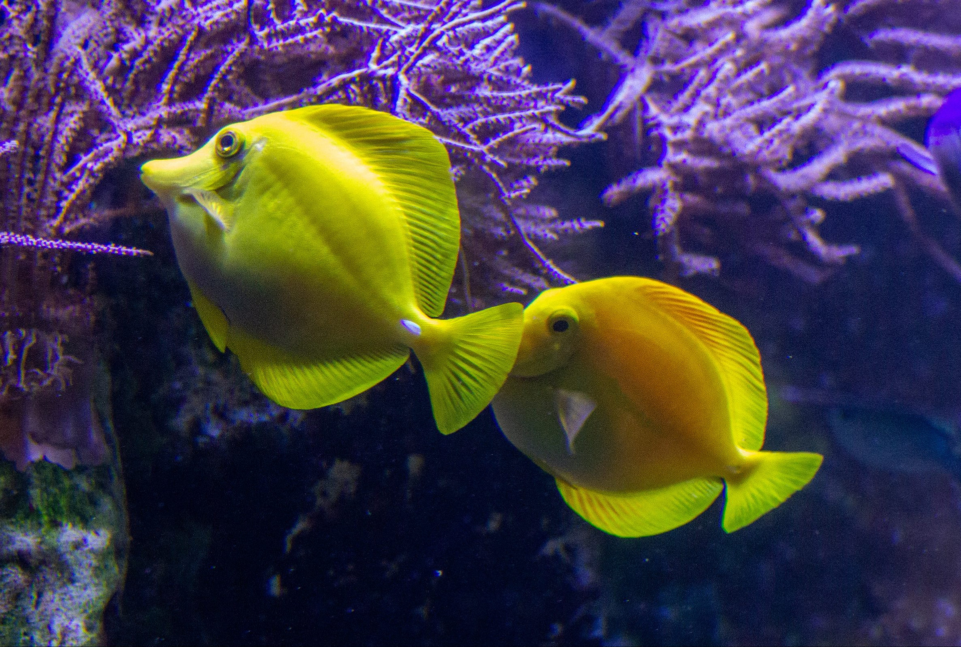 Le Poisson chirurgien | Pairi Daiza