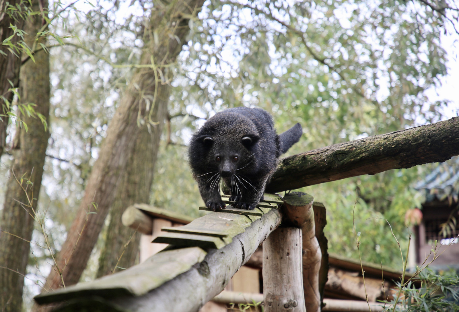 Der Binturong | Pairi Daiza