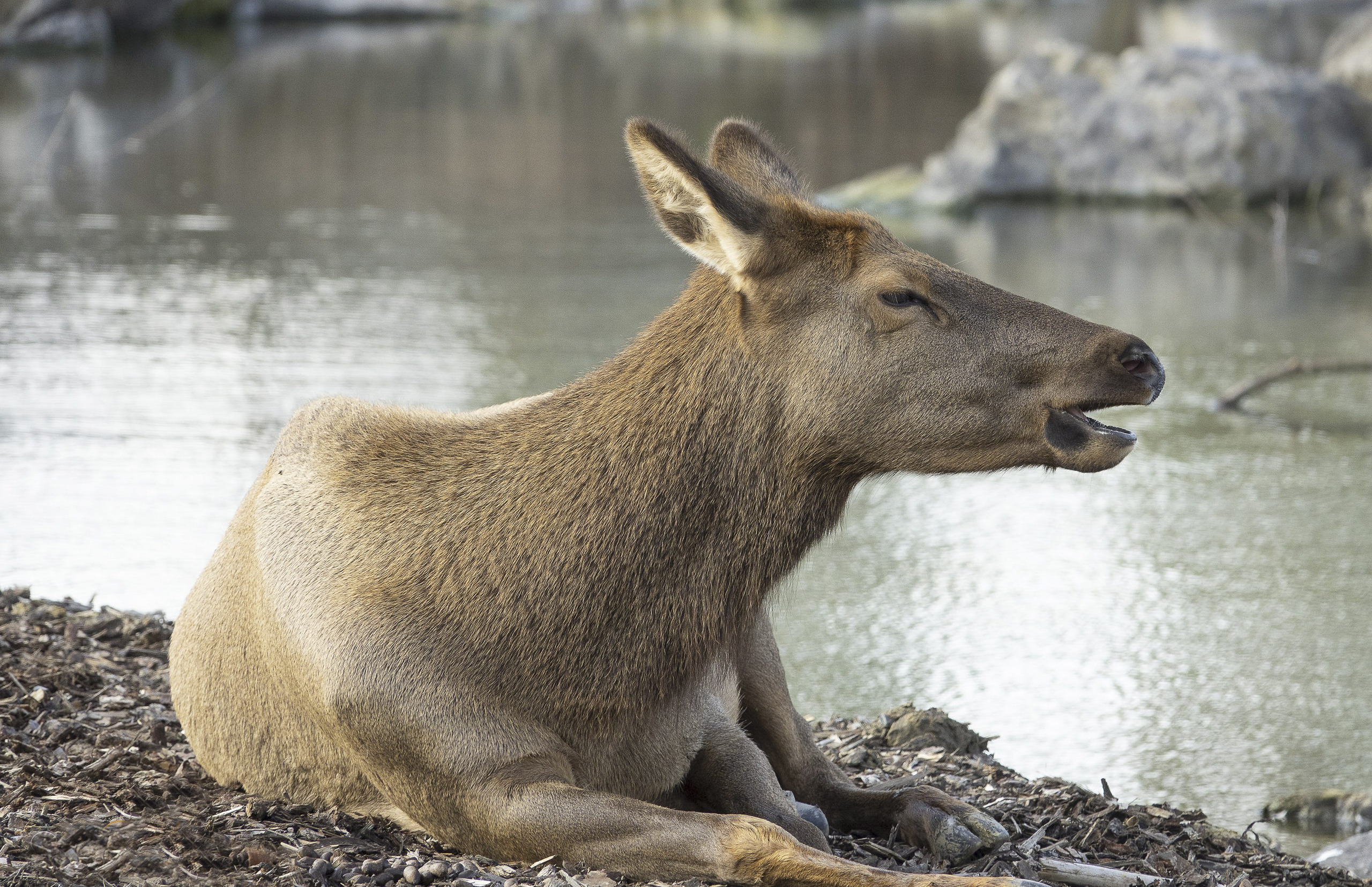 Le wapiti | Pairi Daiza