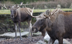 L'élan | Pairi Daiza