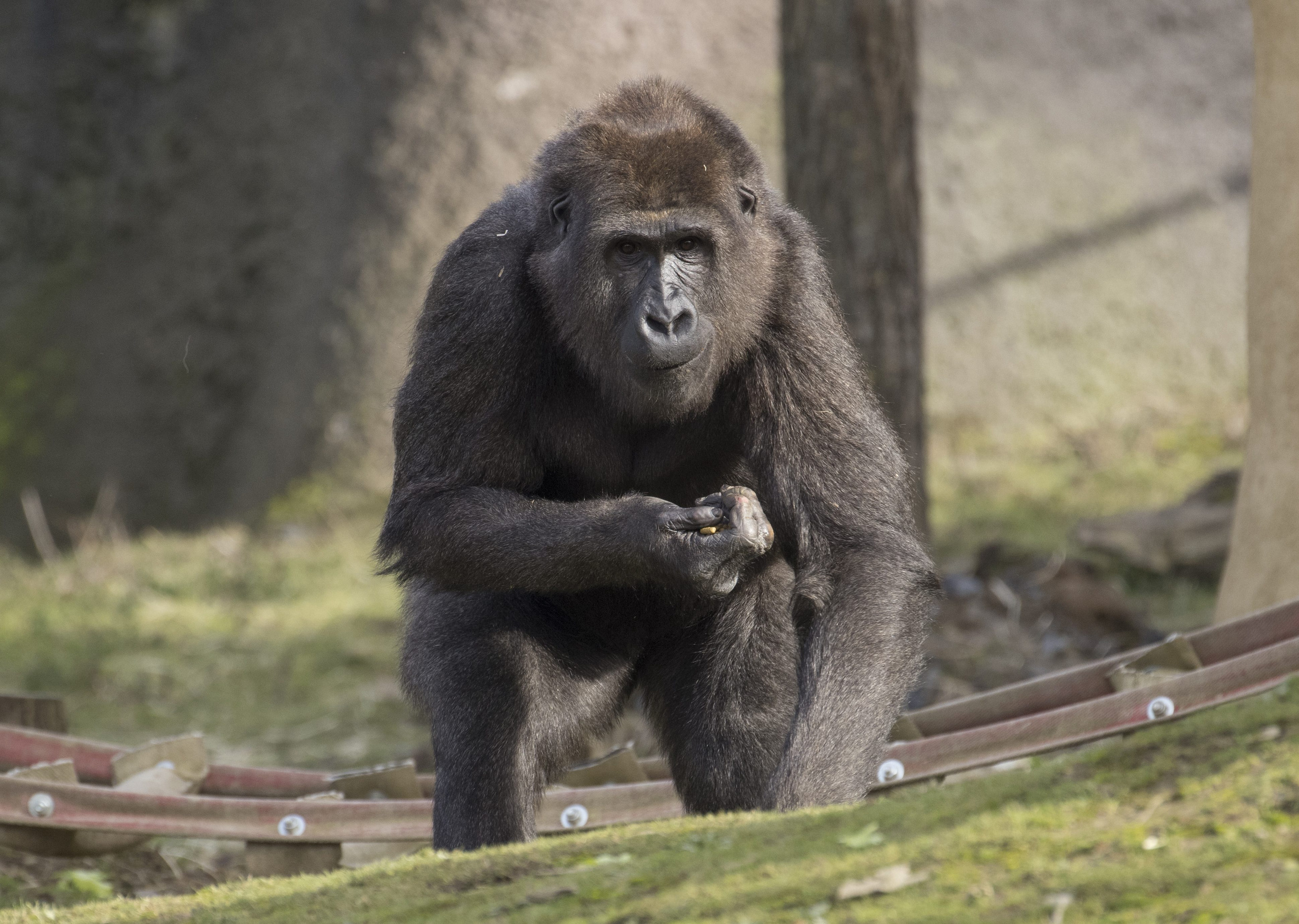 Western lowland gorilla | Pairi Daiza