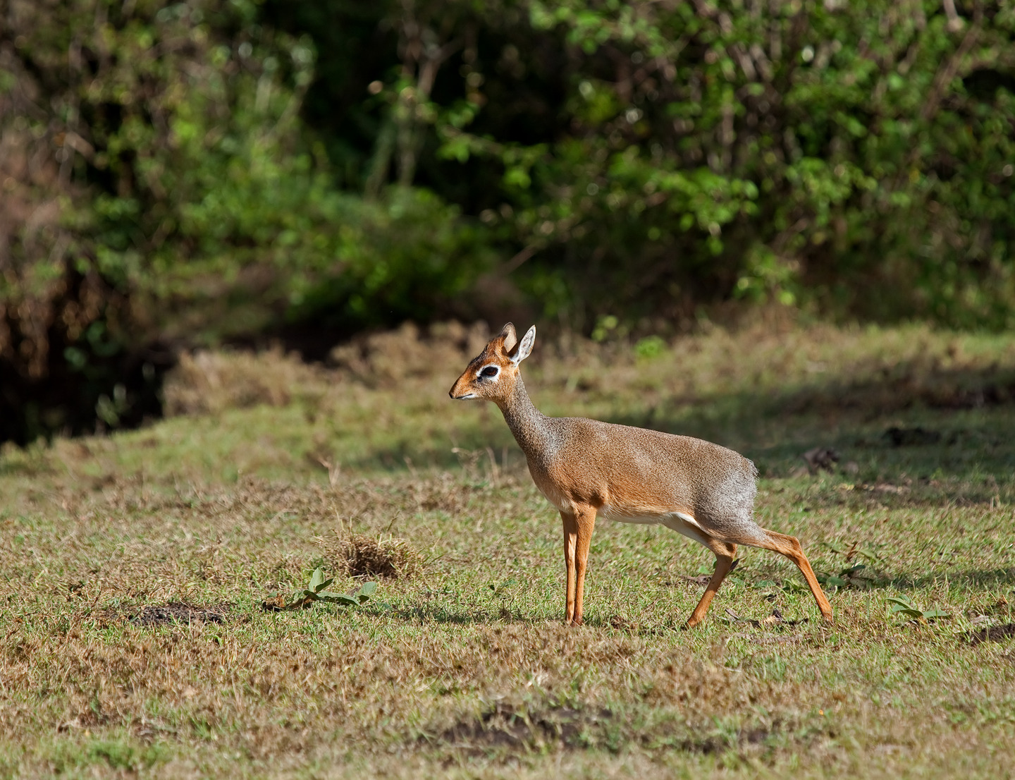 Le Dik-dik de Kirk | Pairi Daiza