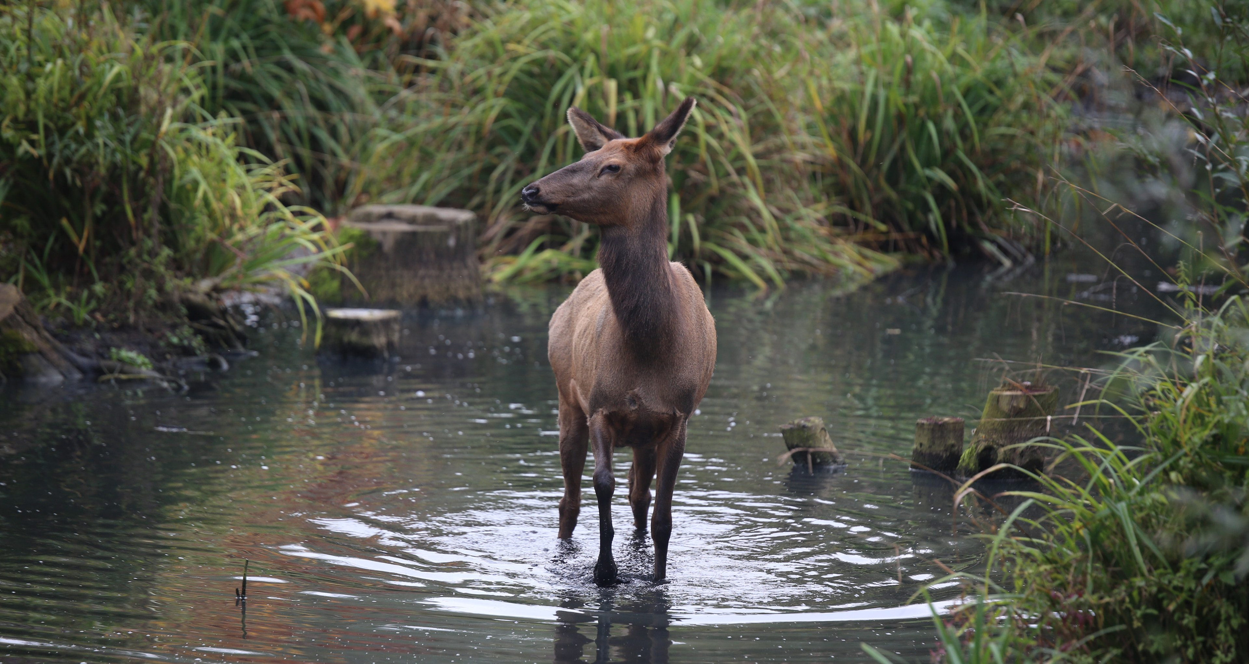 Wapiti | Pairi Daiza