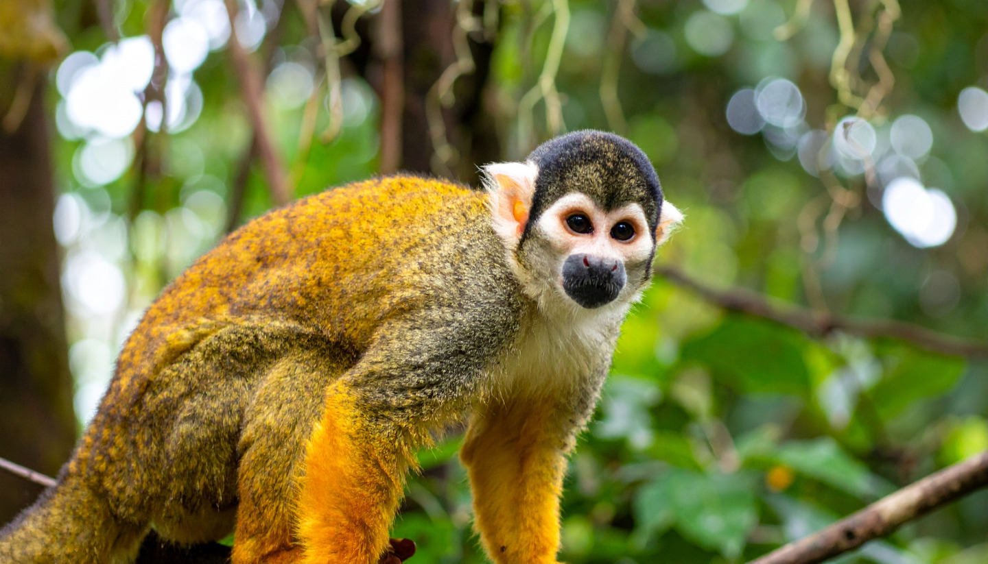 Peruvian squirrel monkey | Pairi Daiza