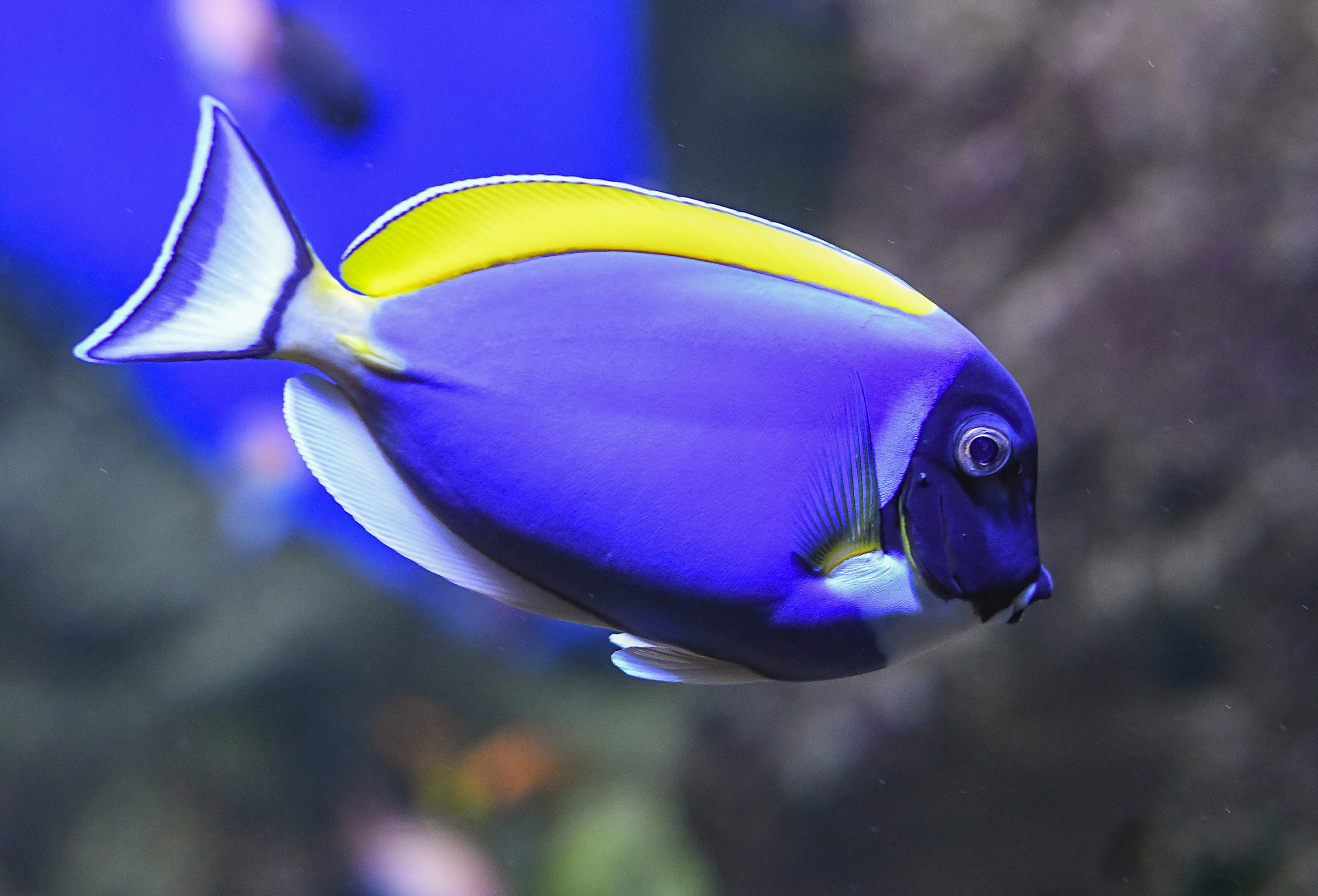 Le Poisson chirurgien | Pairi Daiza