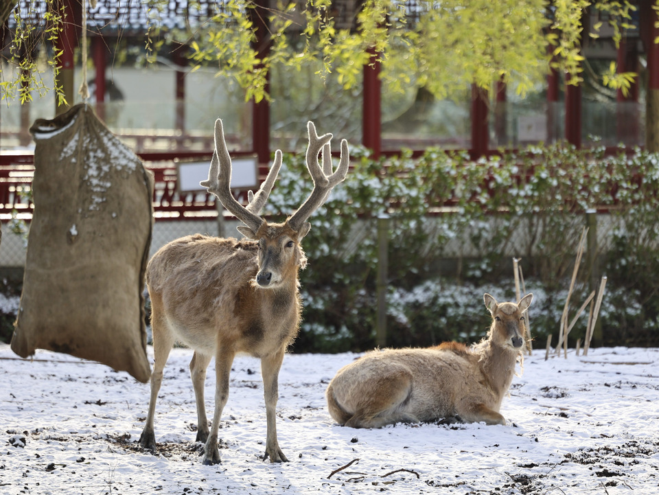 Père David's Deer | Pairi Daiza