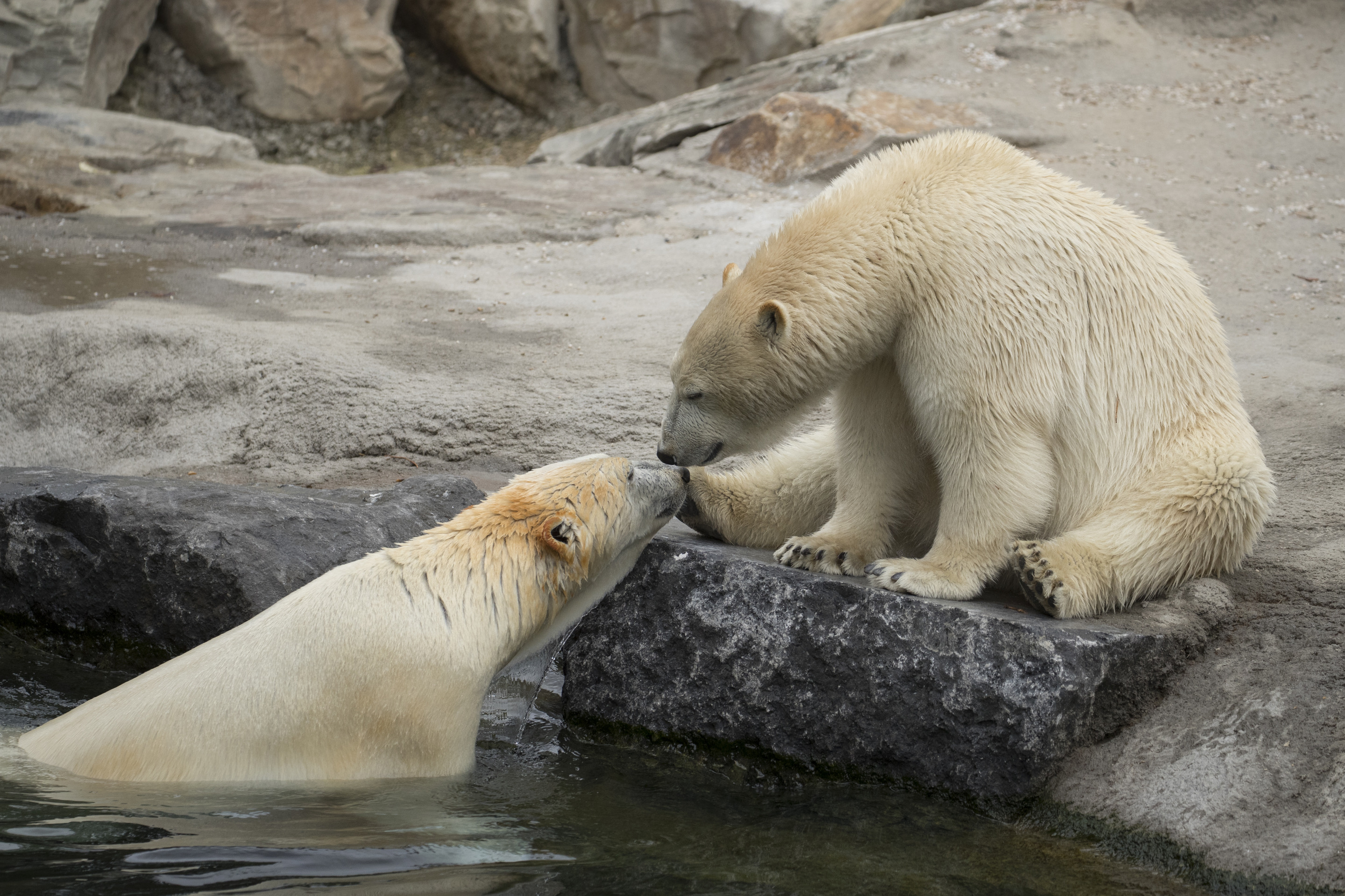 De IJsbeer | Pairi Daiza