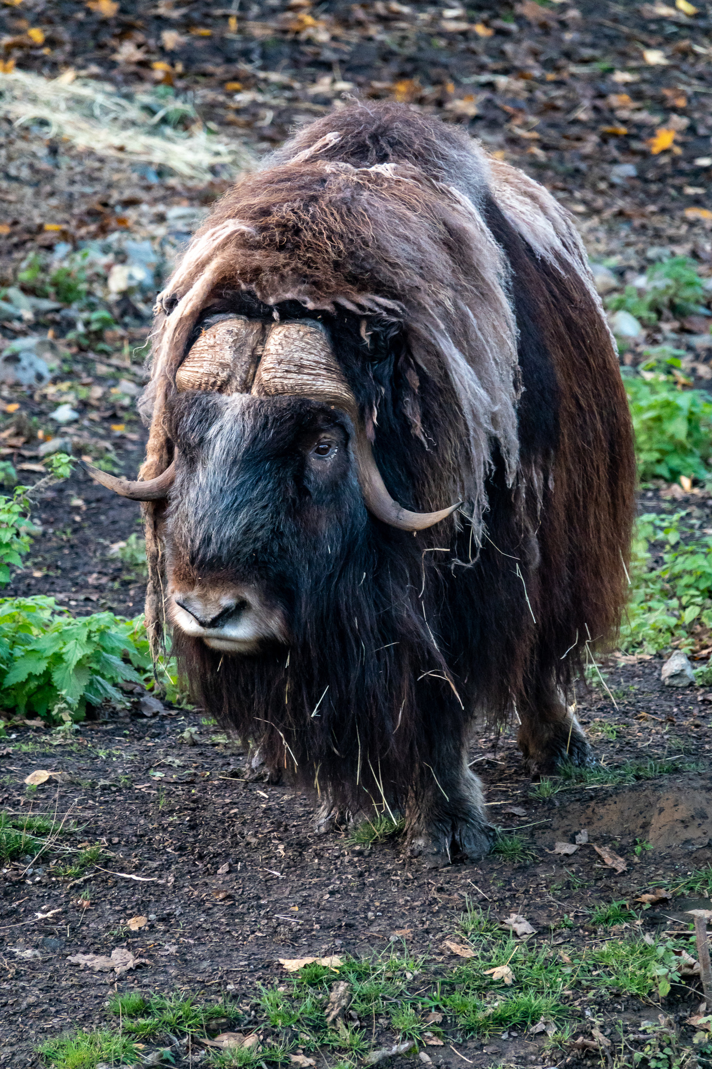 The Muskox | Pairi Daiza