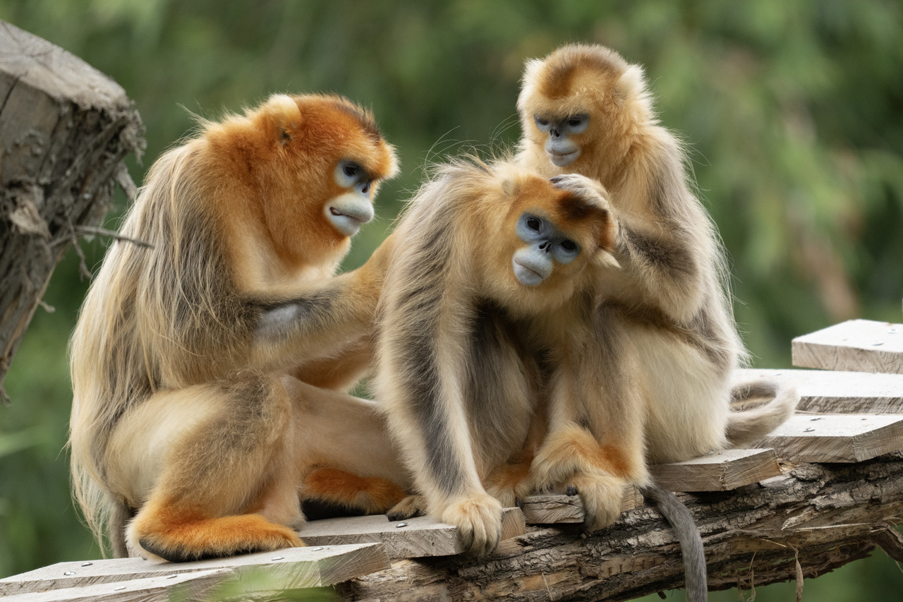 Golden snub-nosed monkey | Pairi Daiza