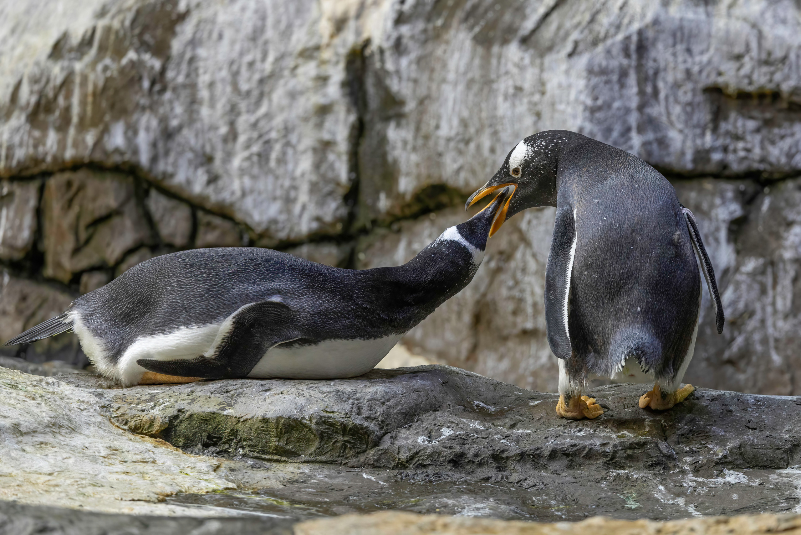 Le Manchot papou | Pairi Daiza