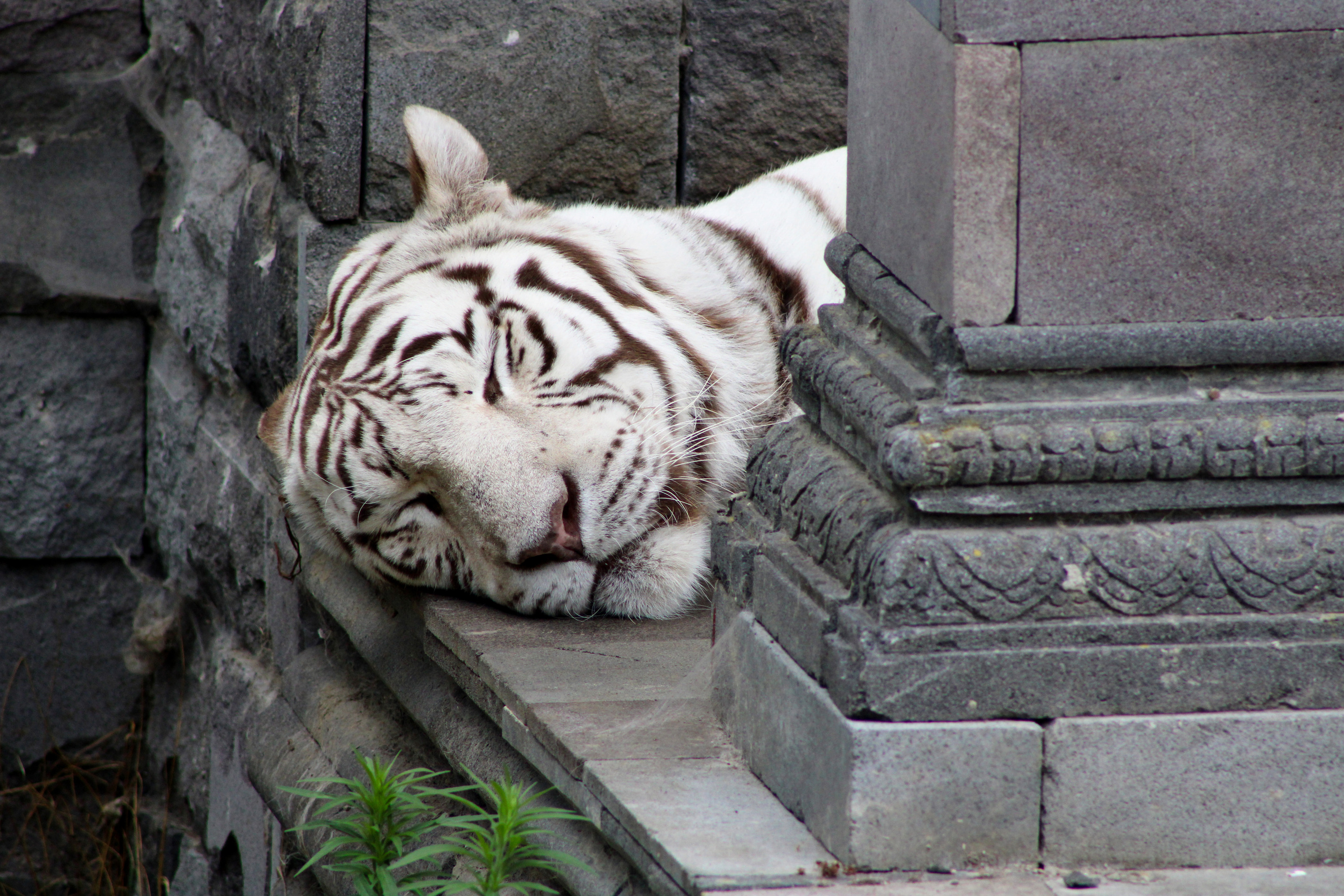 bbc white tiger