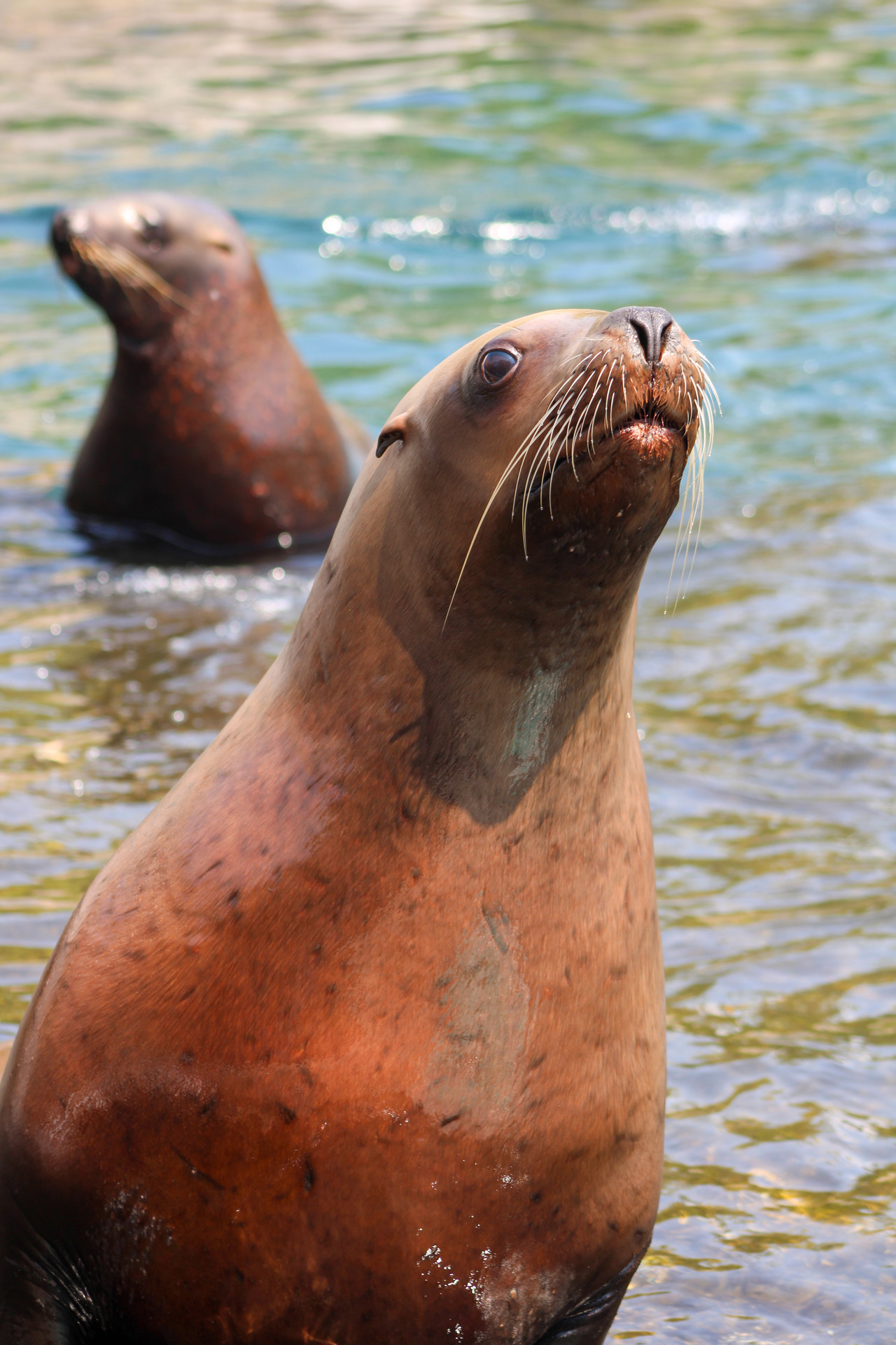 Animal Adventures | Pairi Daiza