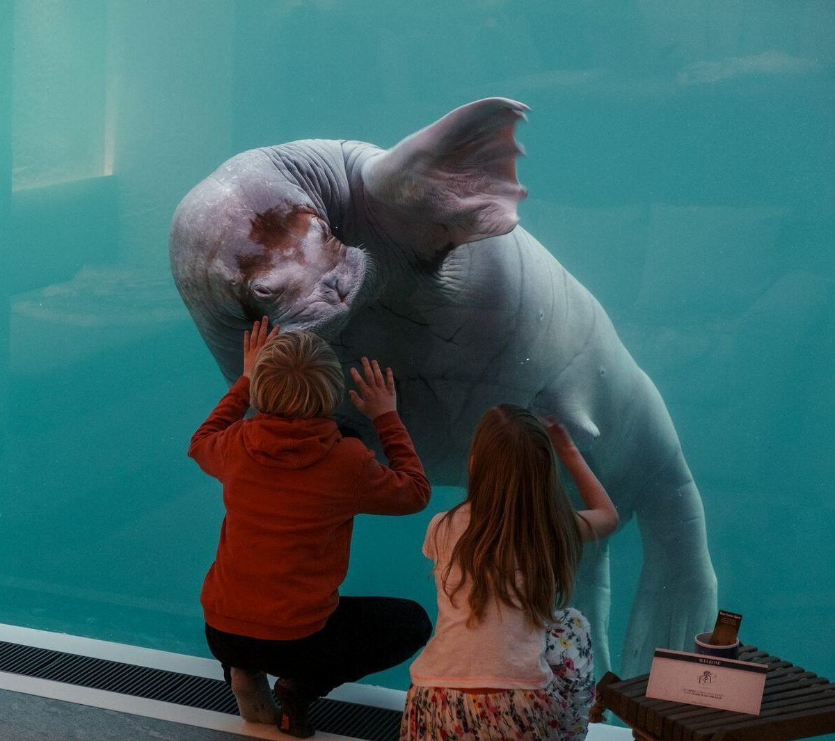 Walrus House | Pairi Daiza