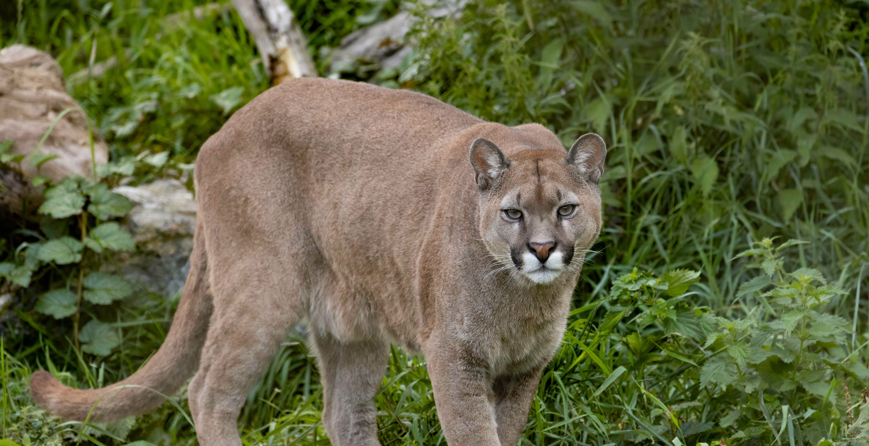 De poema | Pairi Daiza