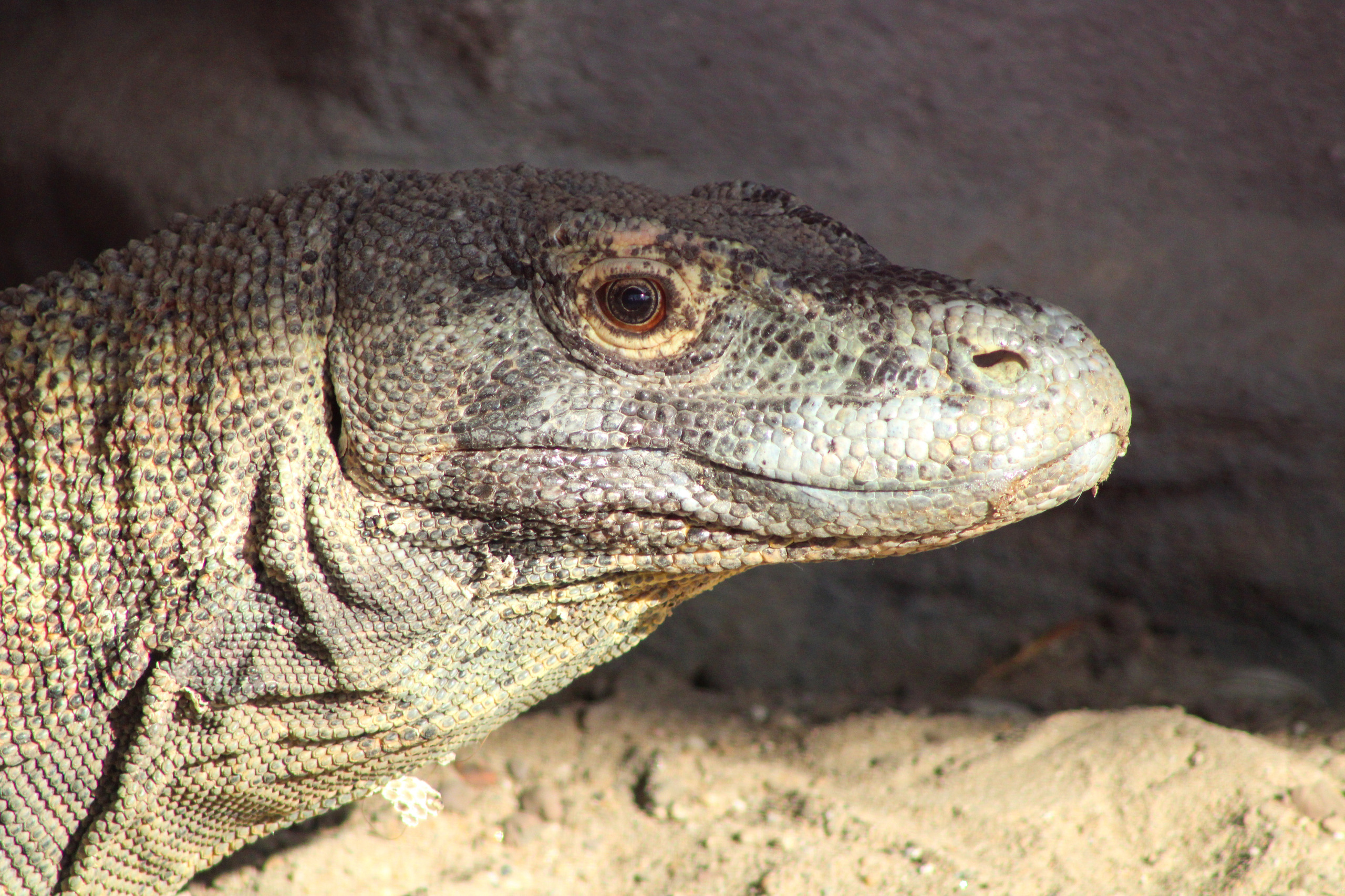 Komodovaraan | Pairi Daiza