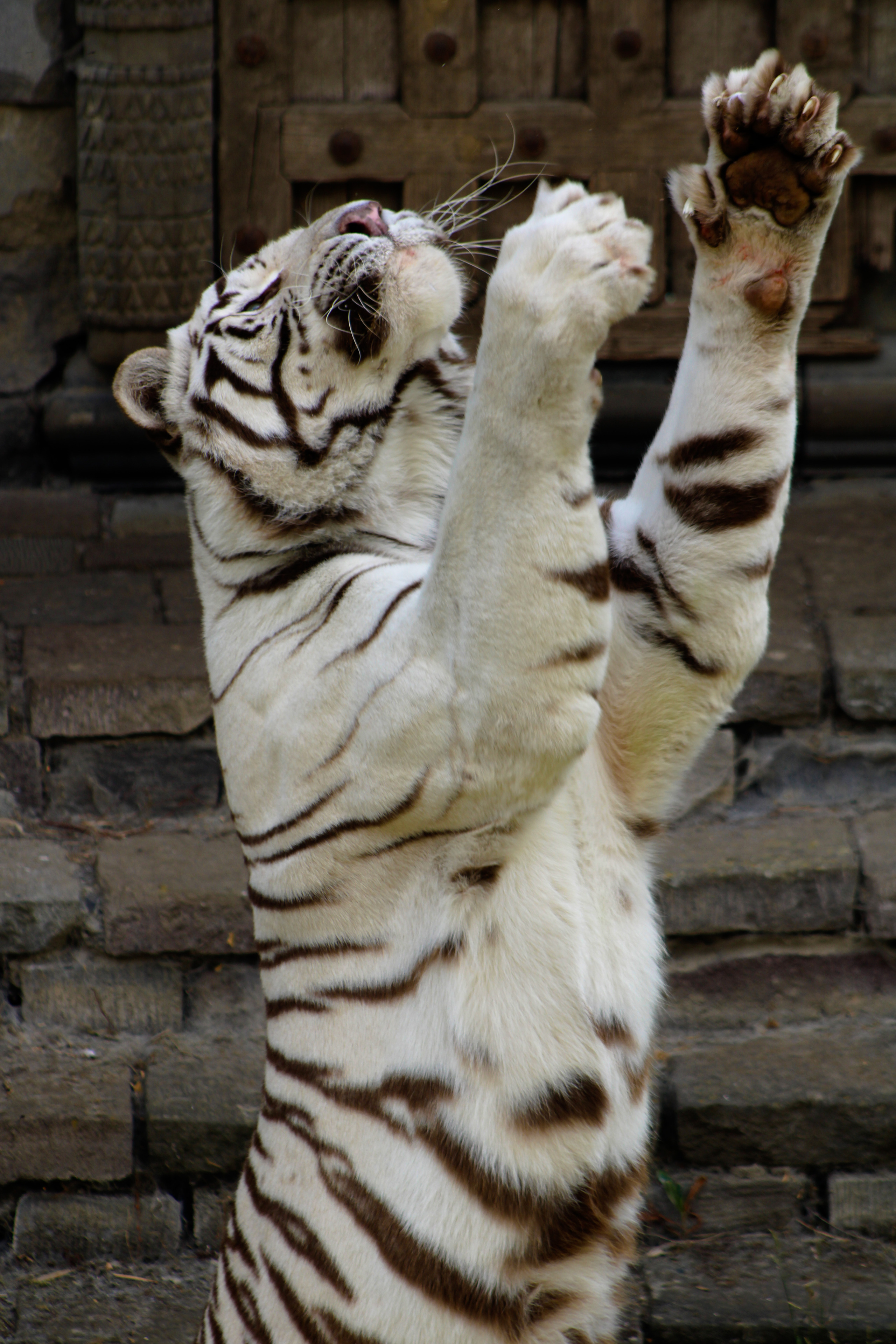 De Bengaalse witte tijger | Pairi Daiza